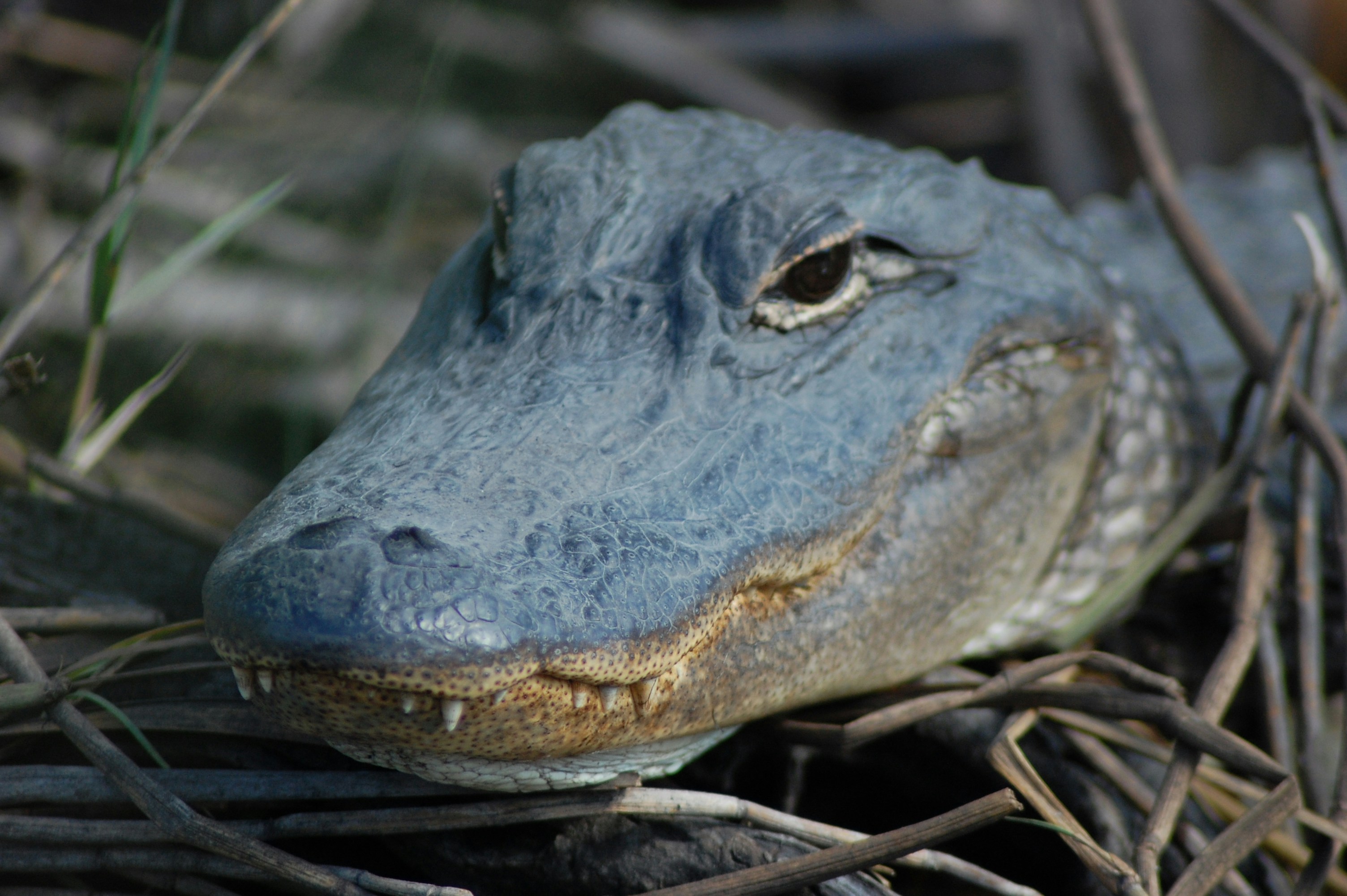 Close-up of a crocodile resting among twigs and grass, showcasing its textured skin and calm demeanor.