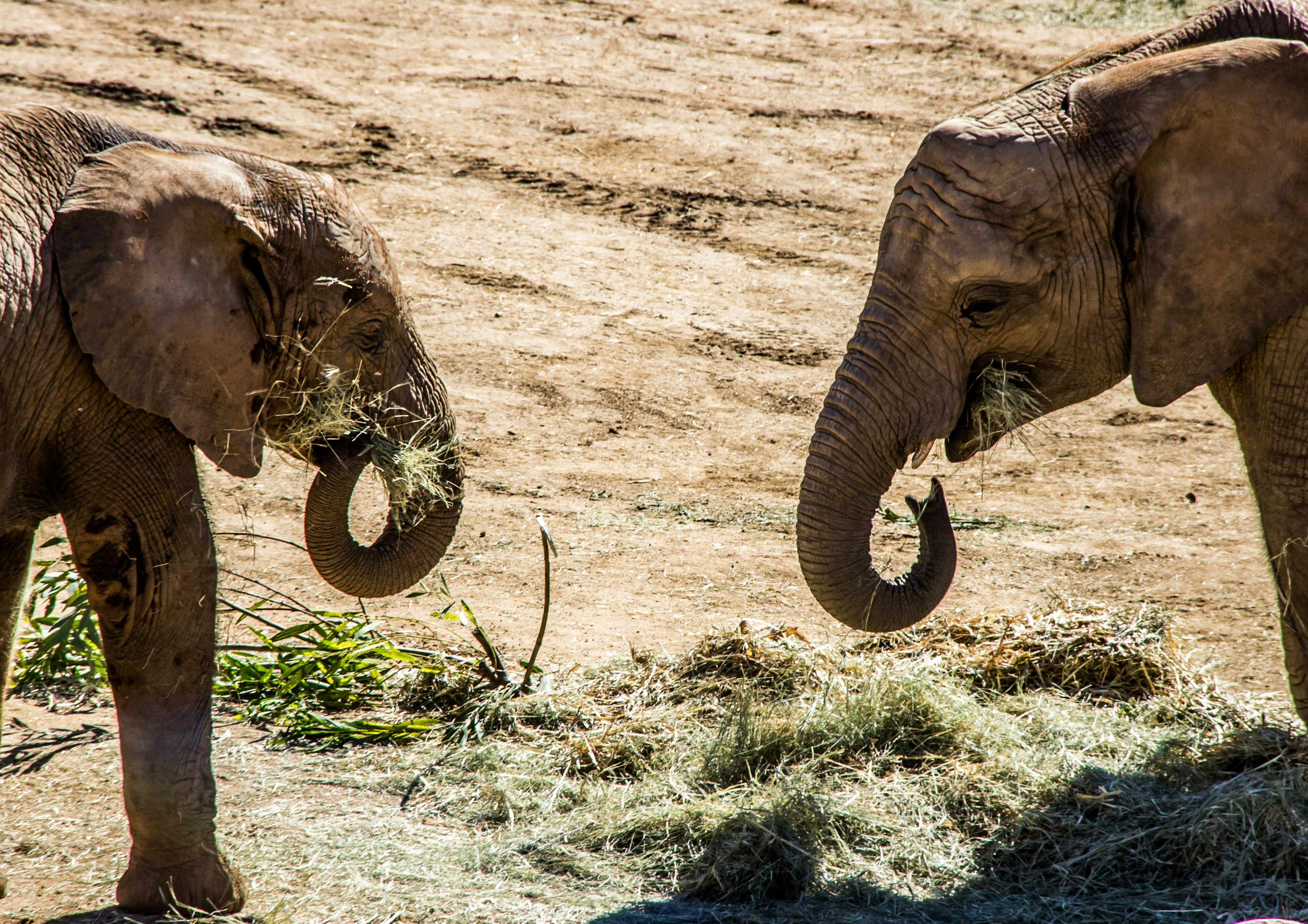 Two elephants interacting while foraging for food in a dry landscape.