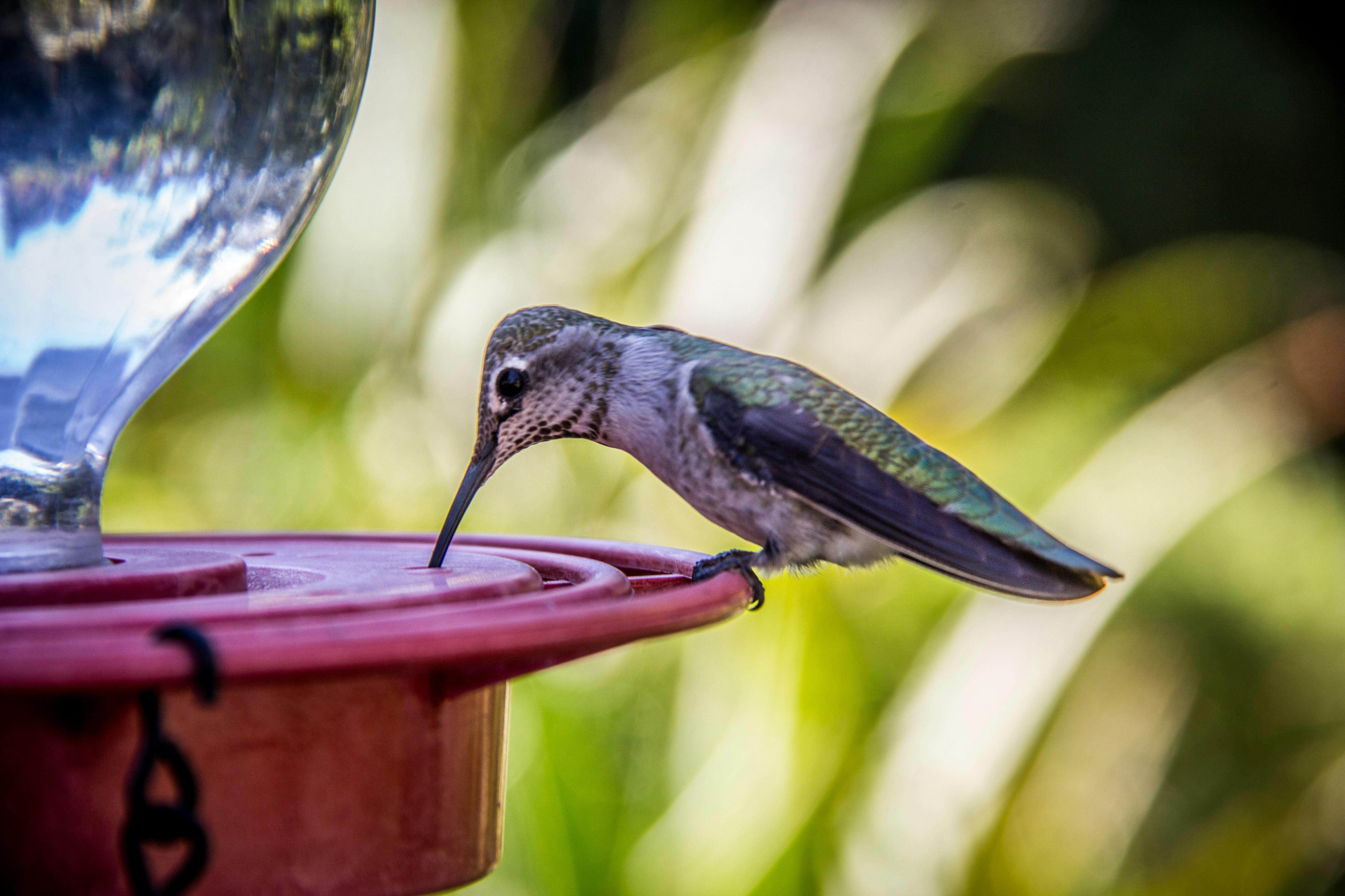 Hovering Nectar: A Hummingbird at a Red Feeder