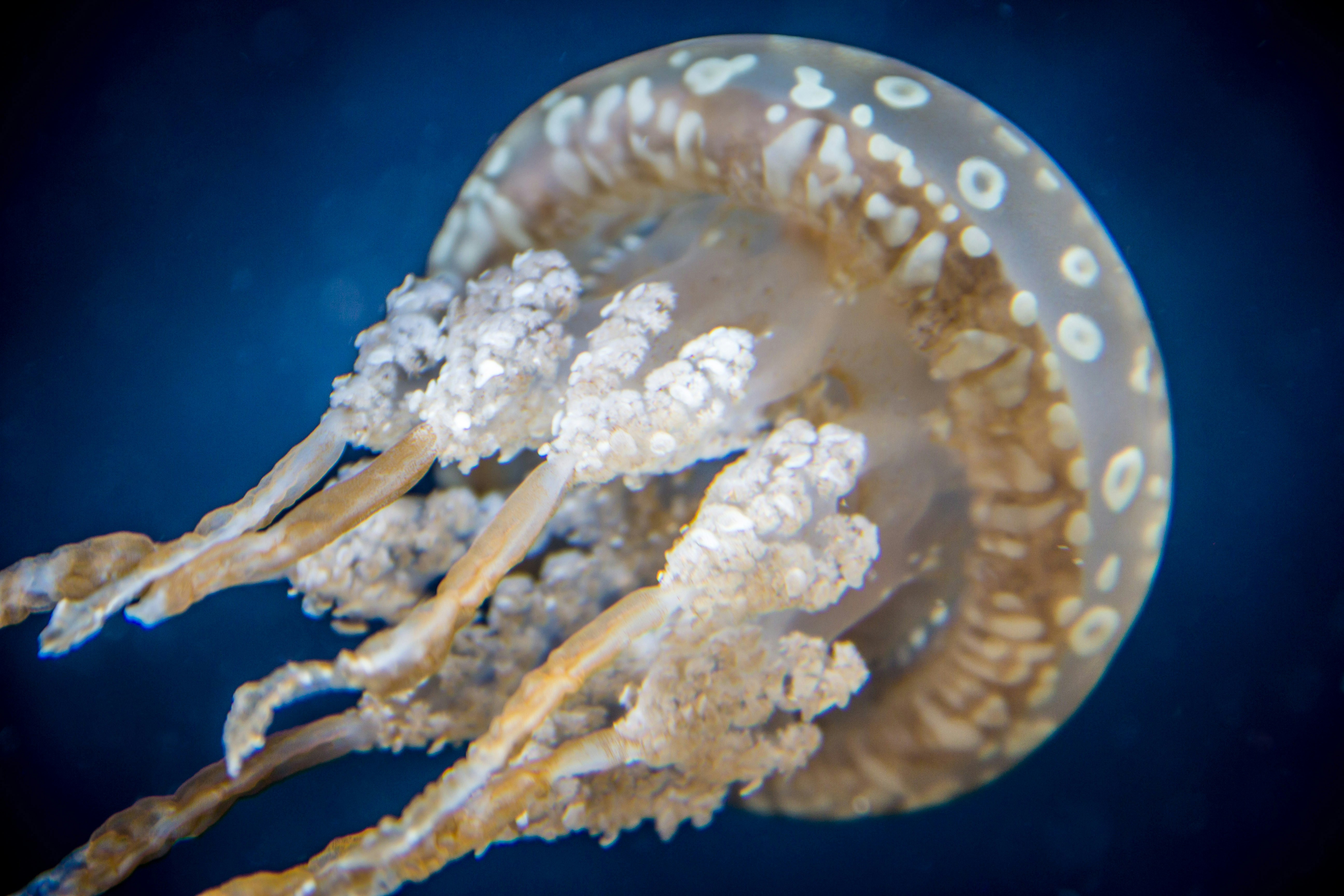 Translucent jellyfish gliding through the deep blue water, showcasing its delicate tentacles and bell. The serene movement creates an ethereal ambiance.