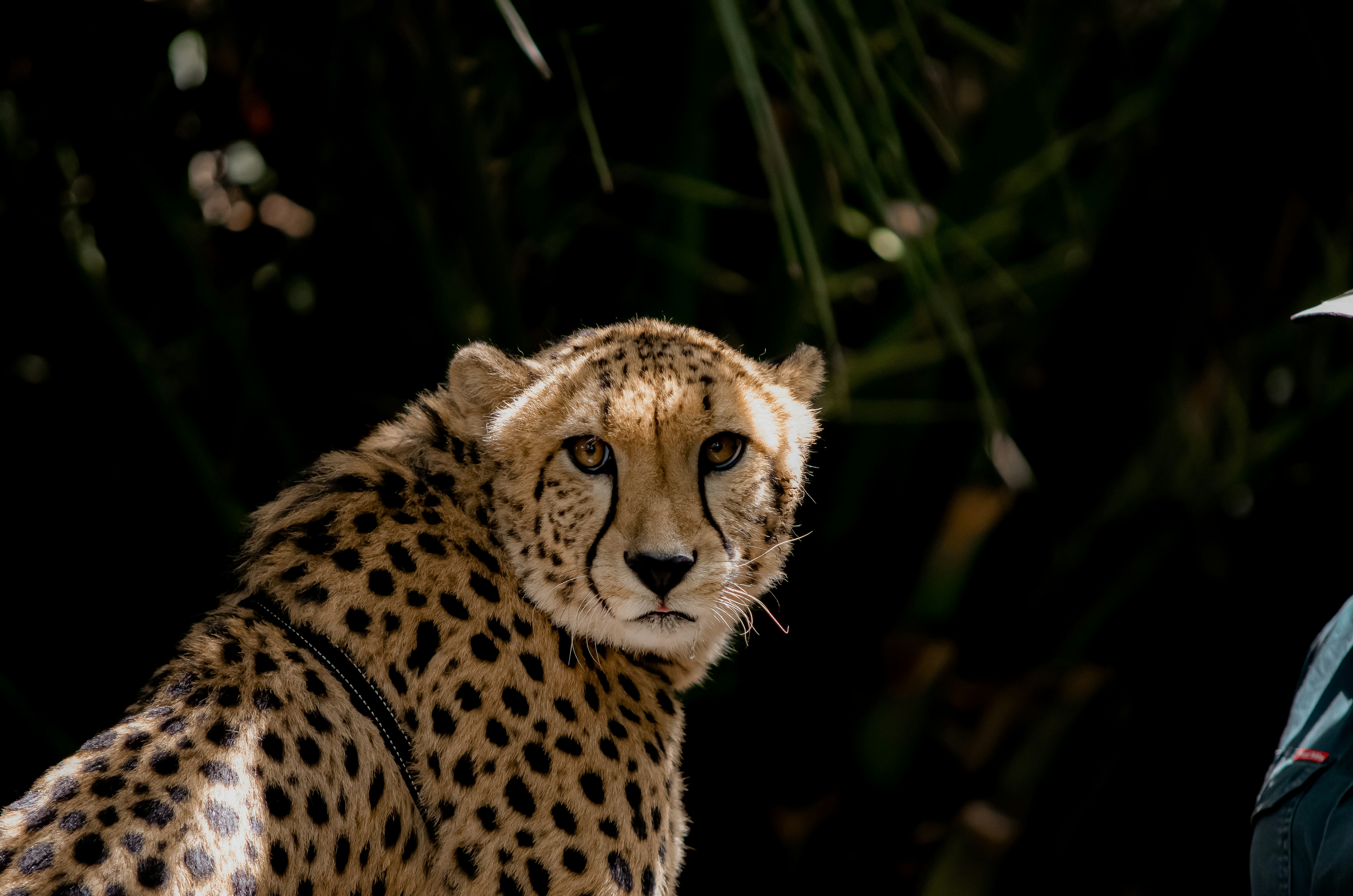 Gaze in the Dappled Shade: A Cheetah's Quiet Vigil