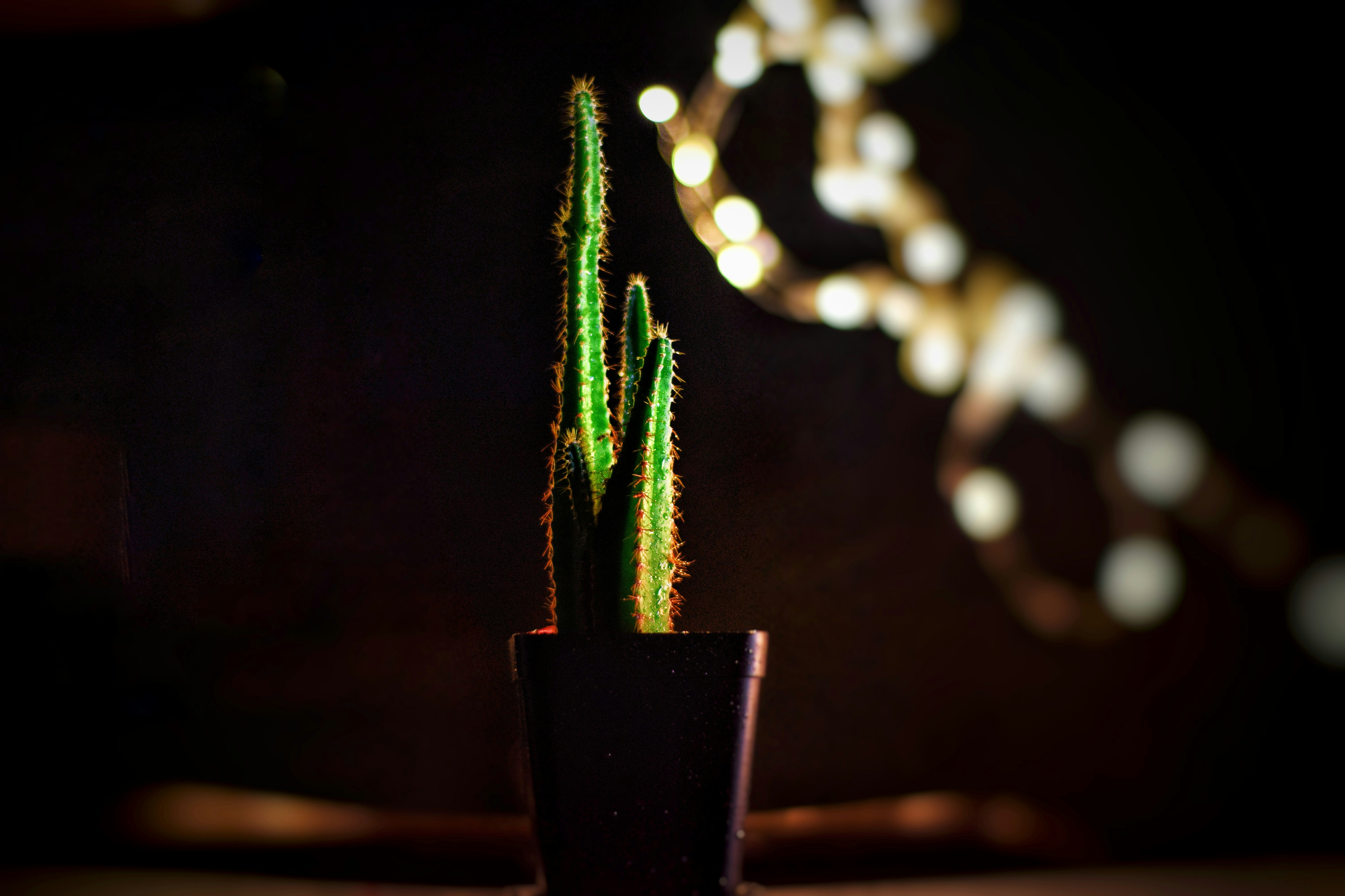 Midnight Pot: A Petite Cactus in a Soft Spotlight
