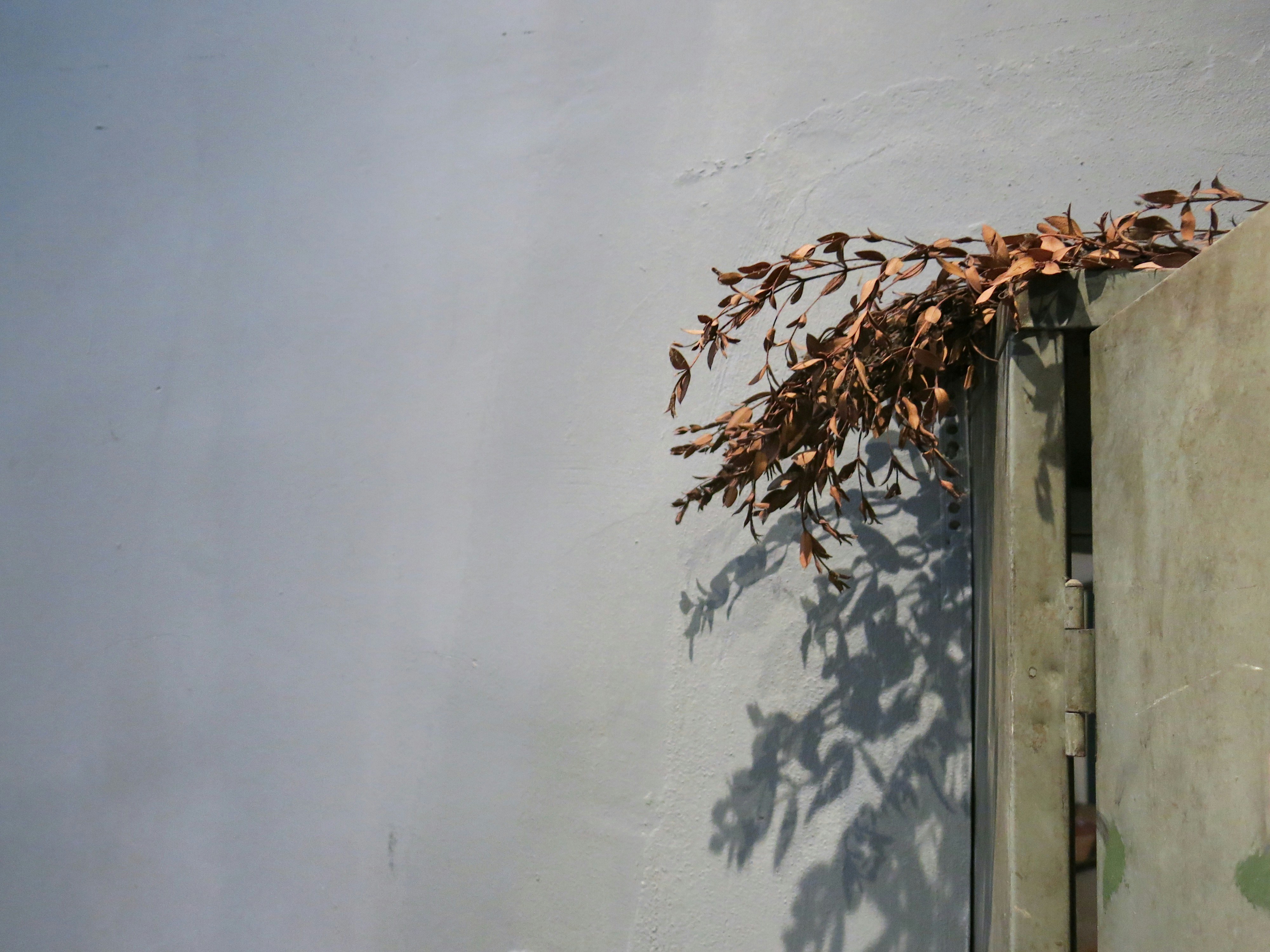 A photograph of a pale blue wall with a dried brown vine draped over a doorway, casting a pronounced shadow.