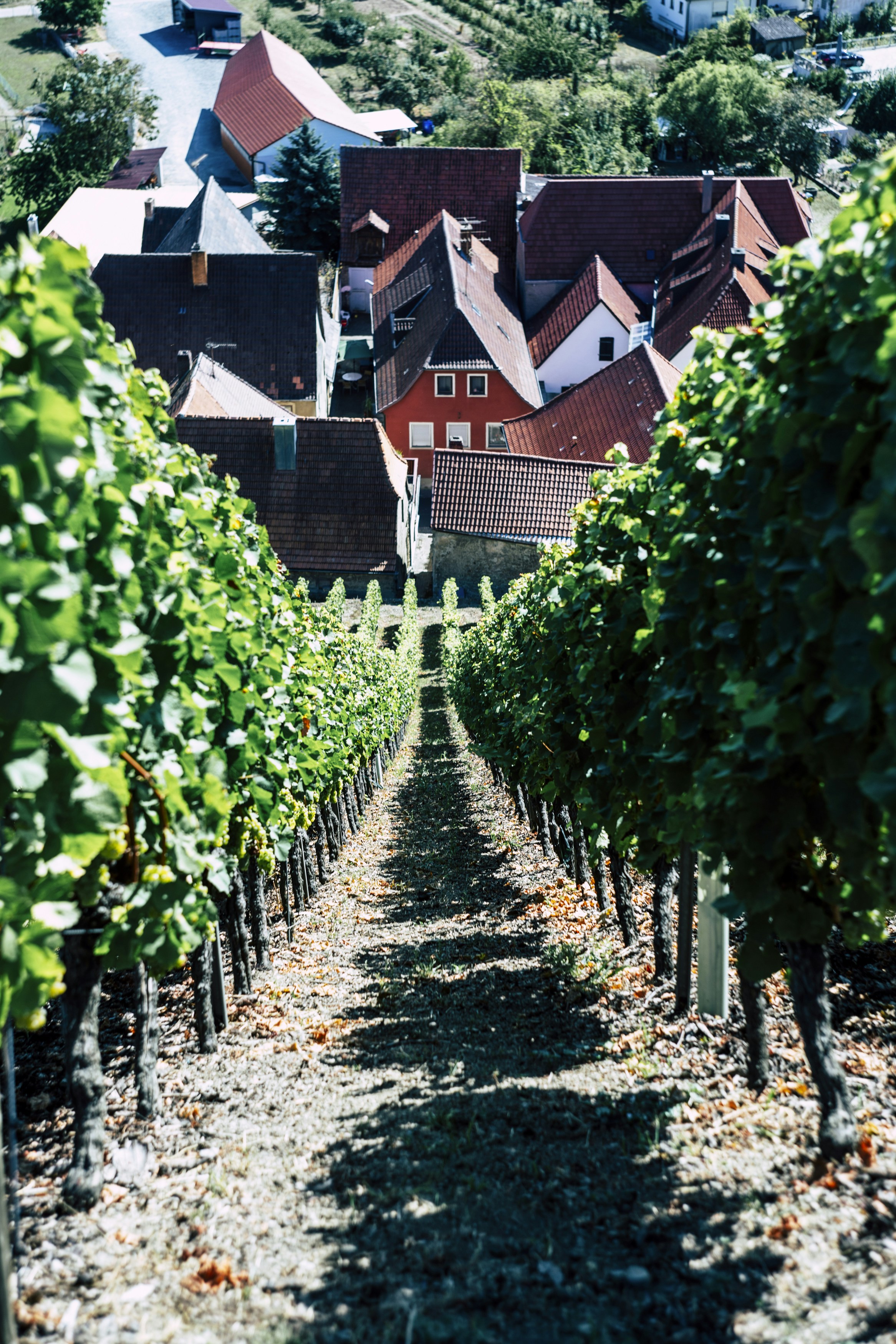Vineyard Aisle to a Red-Tiled Hill Town