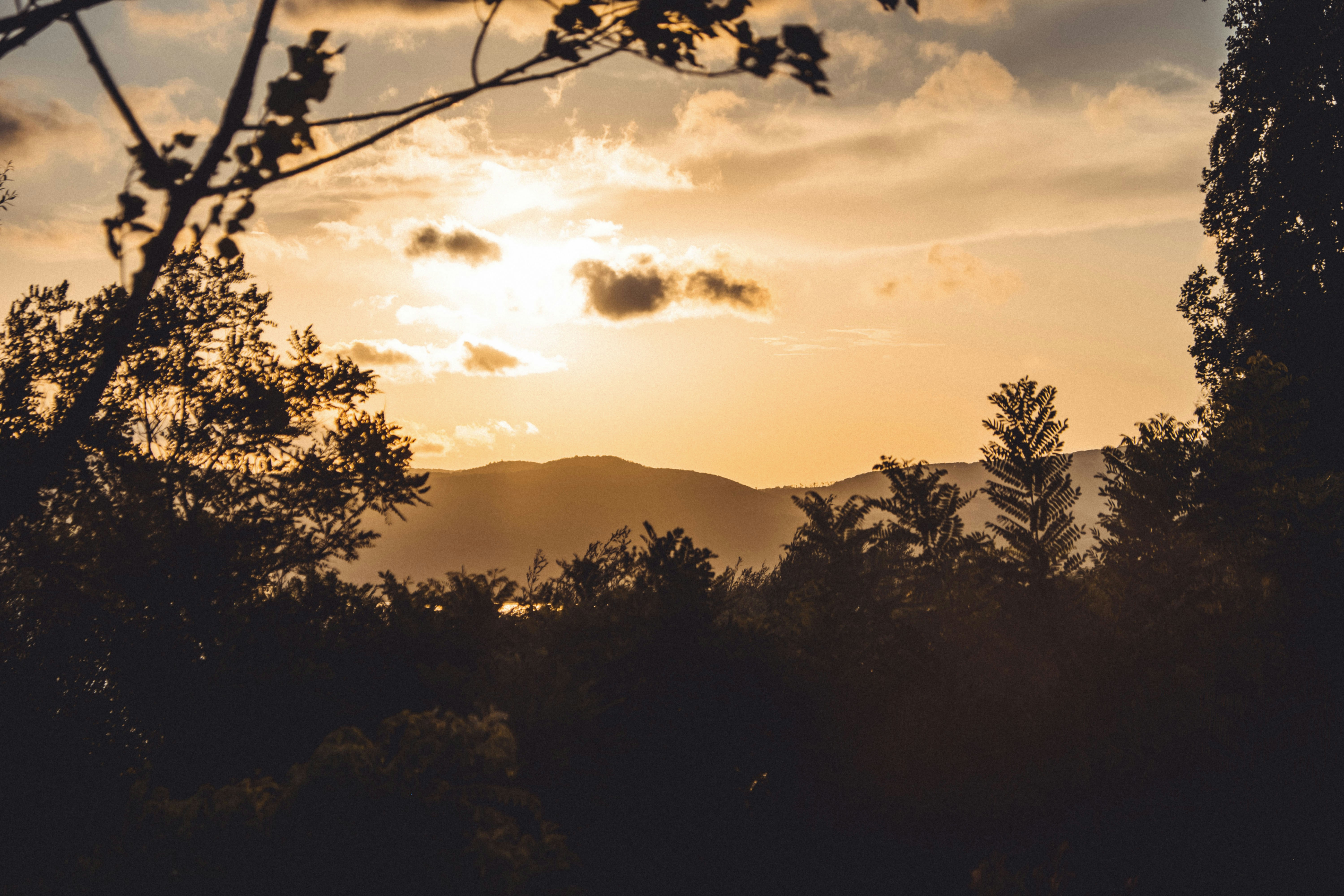 silhouette of trees during sunset