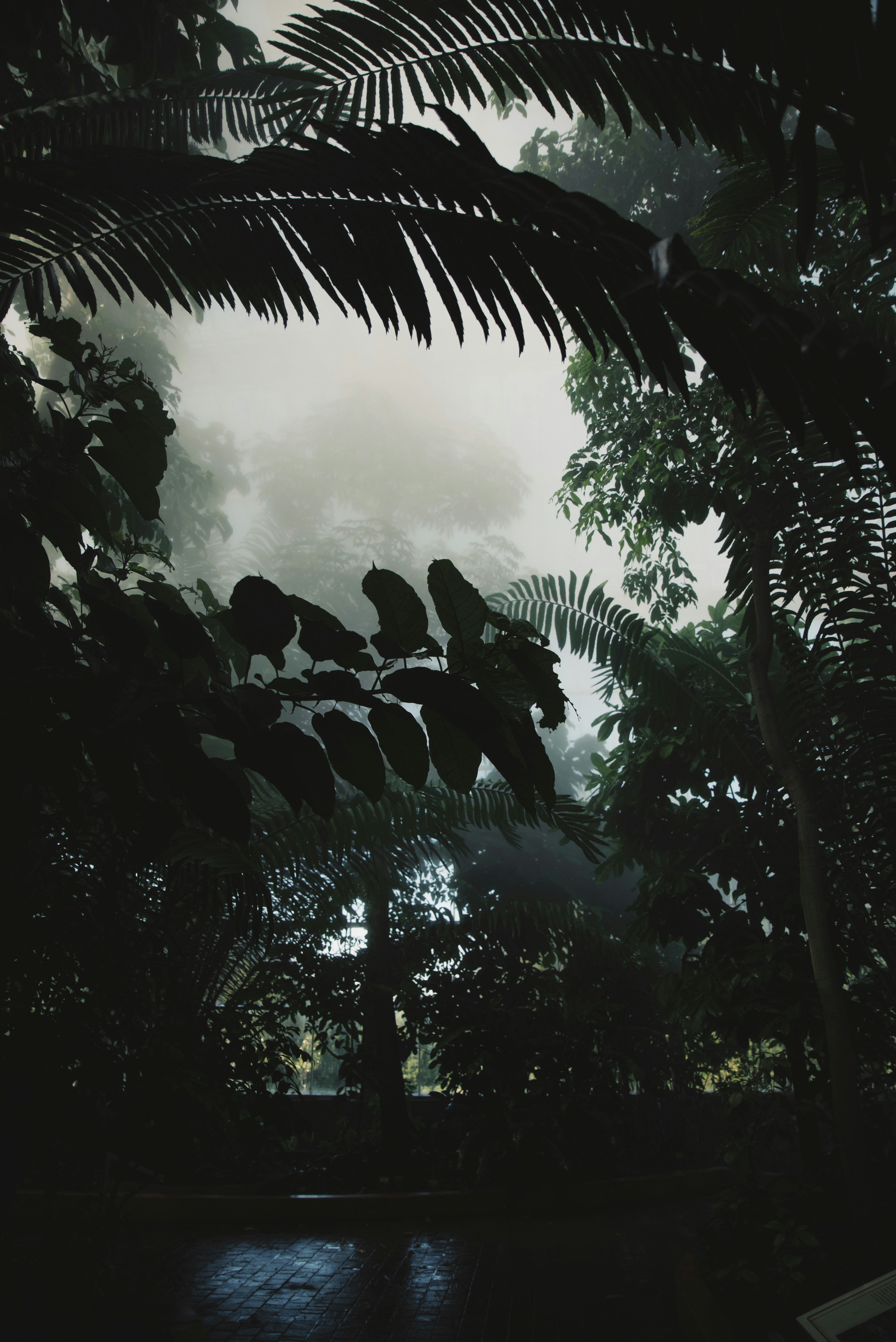 Lush foliage envelops a misty scene, hinting at hidden depths within a tropical garden. The interplay of light and shadow creates a serene atmosphere.