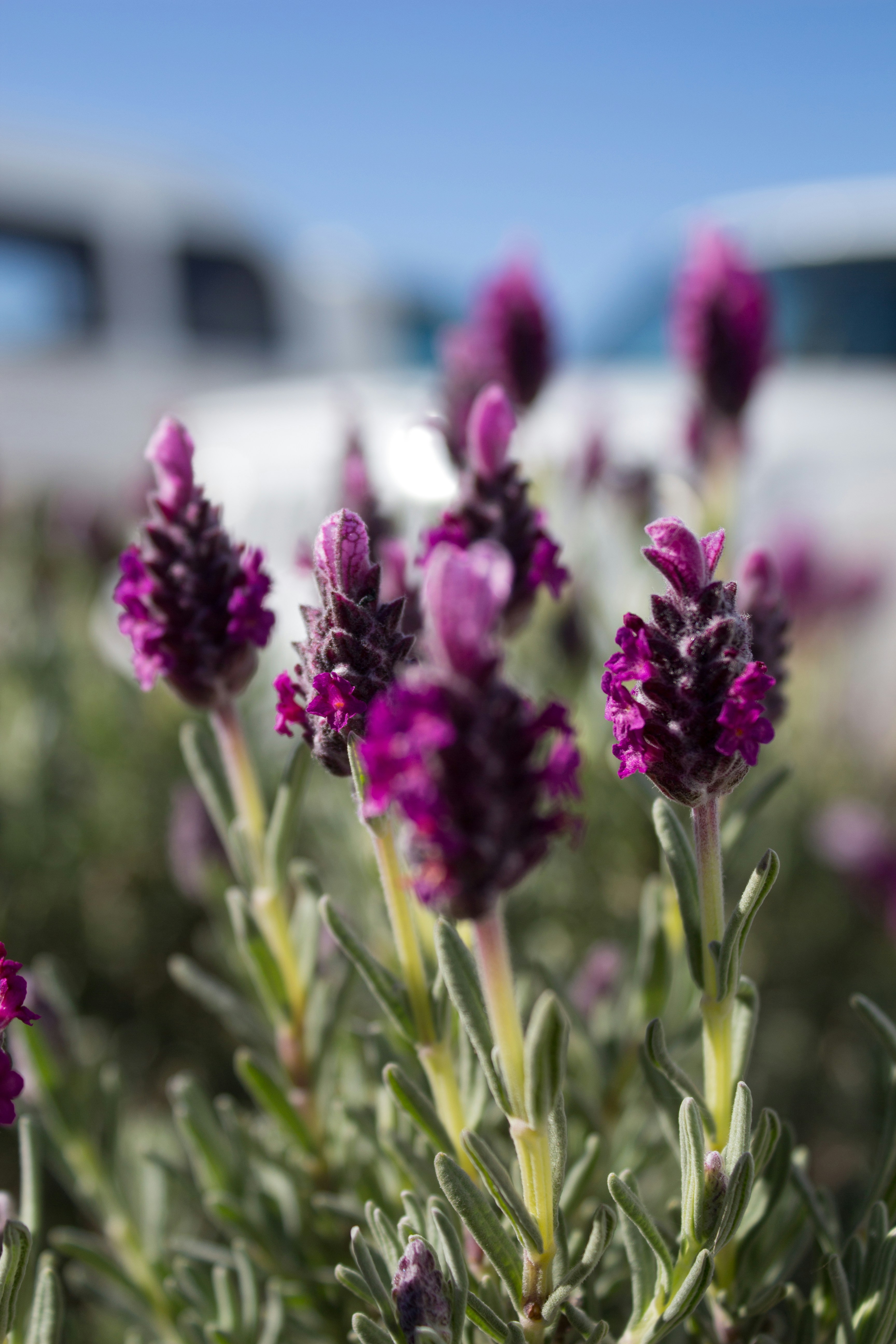 Lavender flowers enjoying the afternoon winter sunshine.  