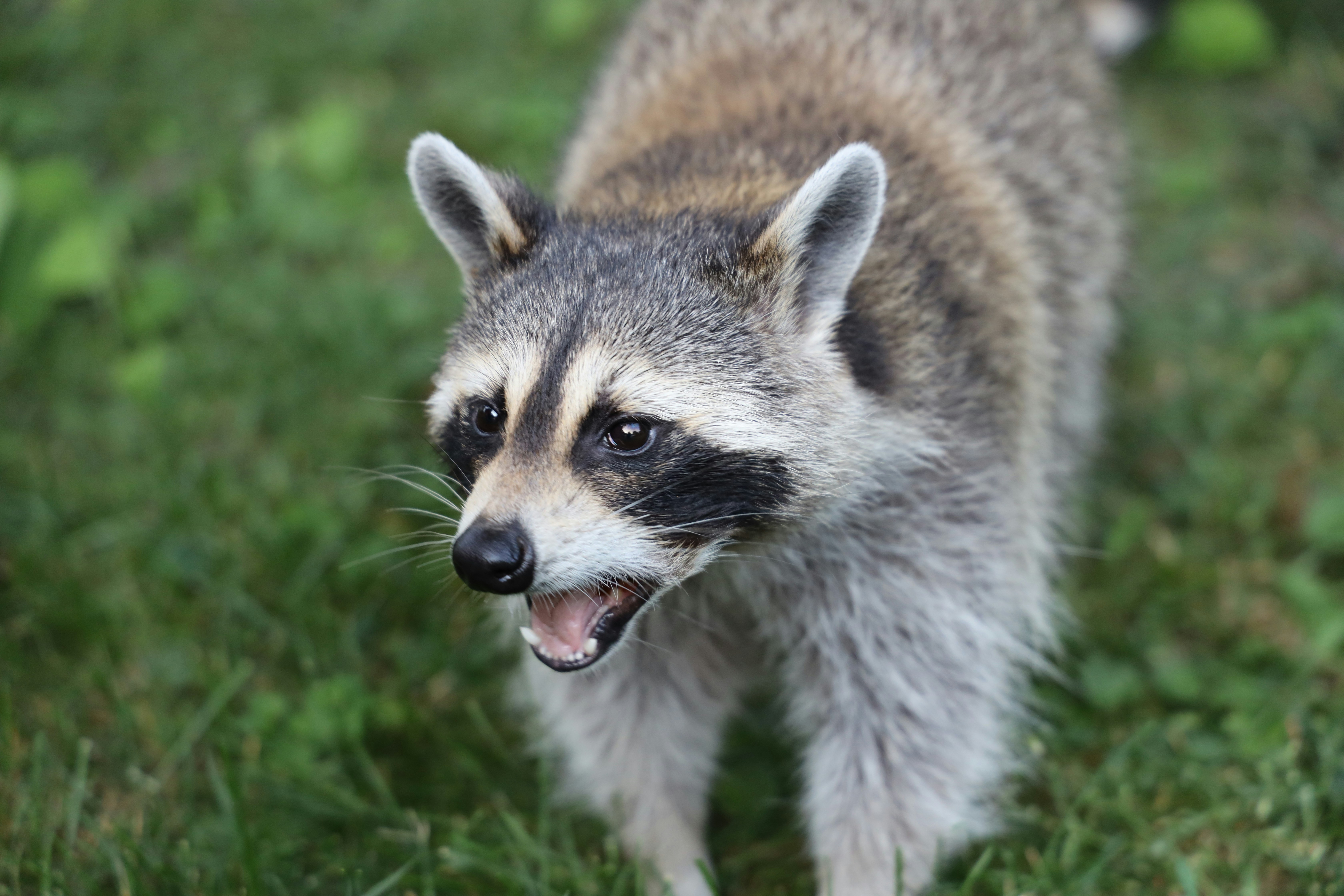 Gray and white animal on green grass during daytime photo – Free Grey ...