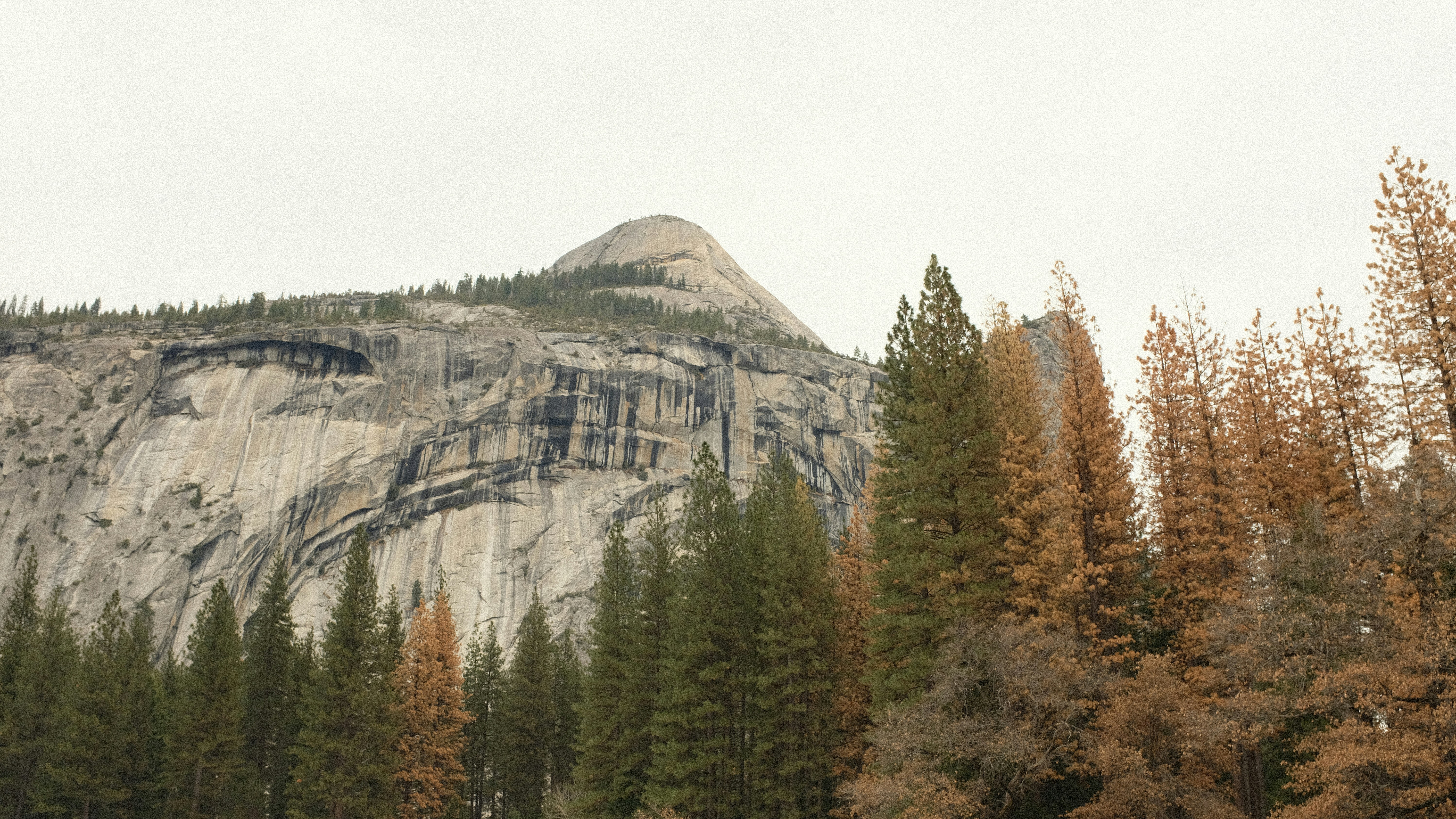 Glacial Slope and Pine Cathedral