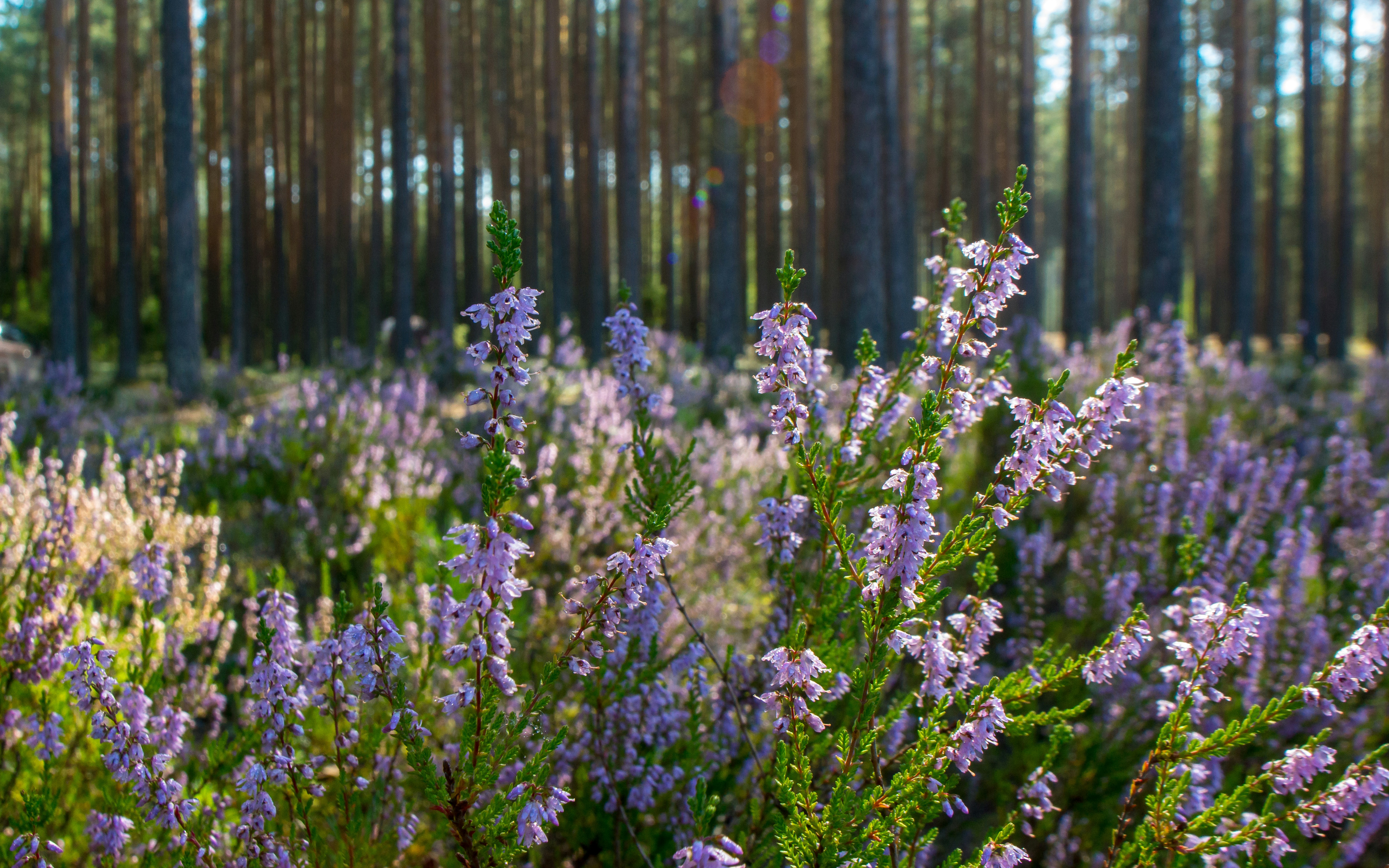 Forest Flowers Pictures | Download Free Images on Unsplash