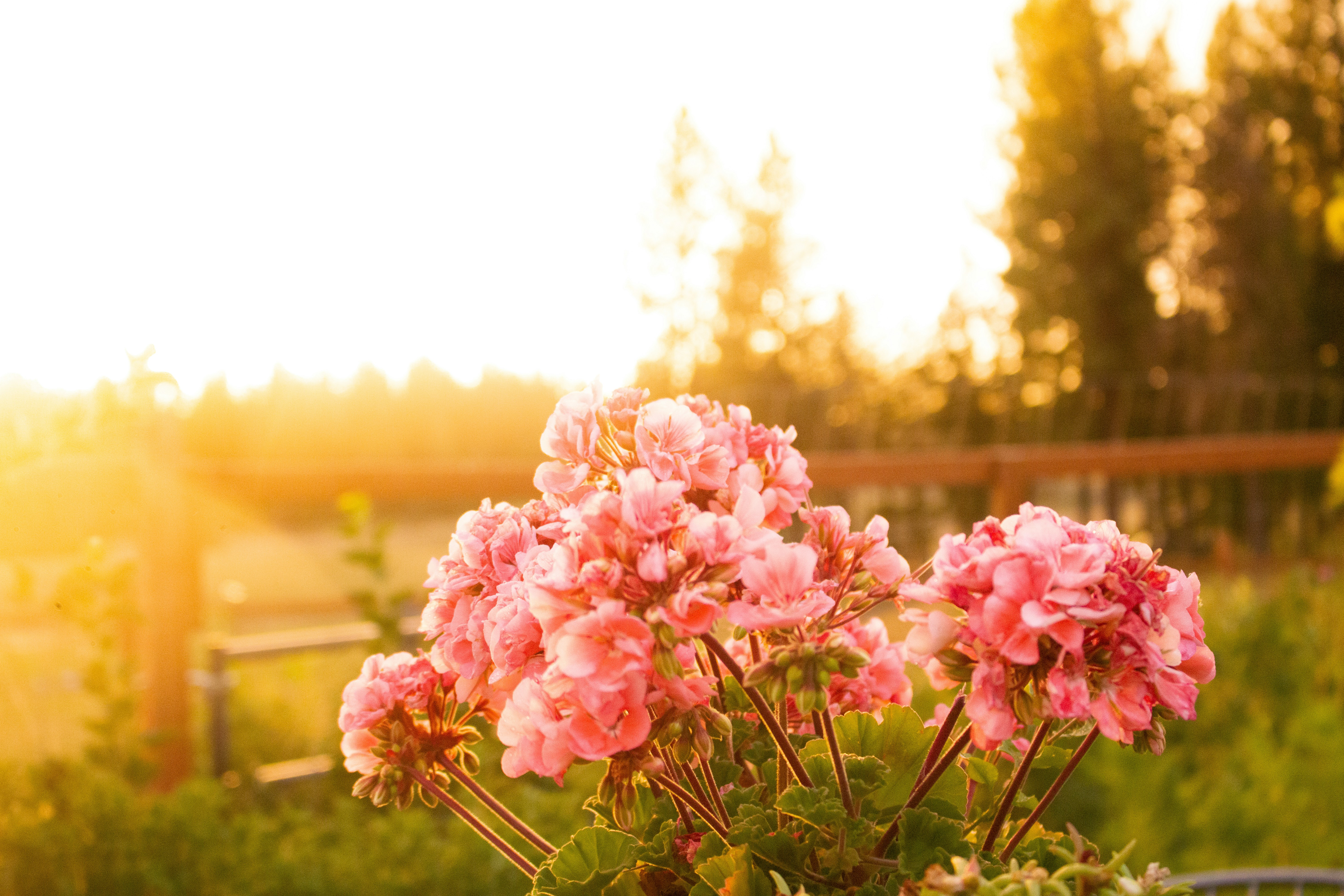 Pink blossoms in warm sunset glow over a rural garden