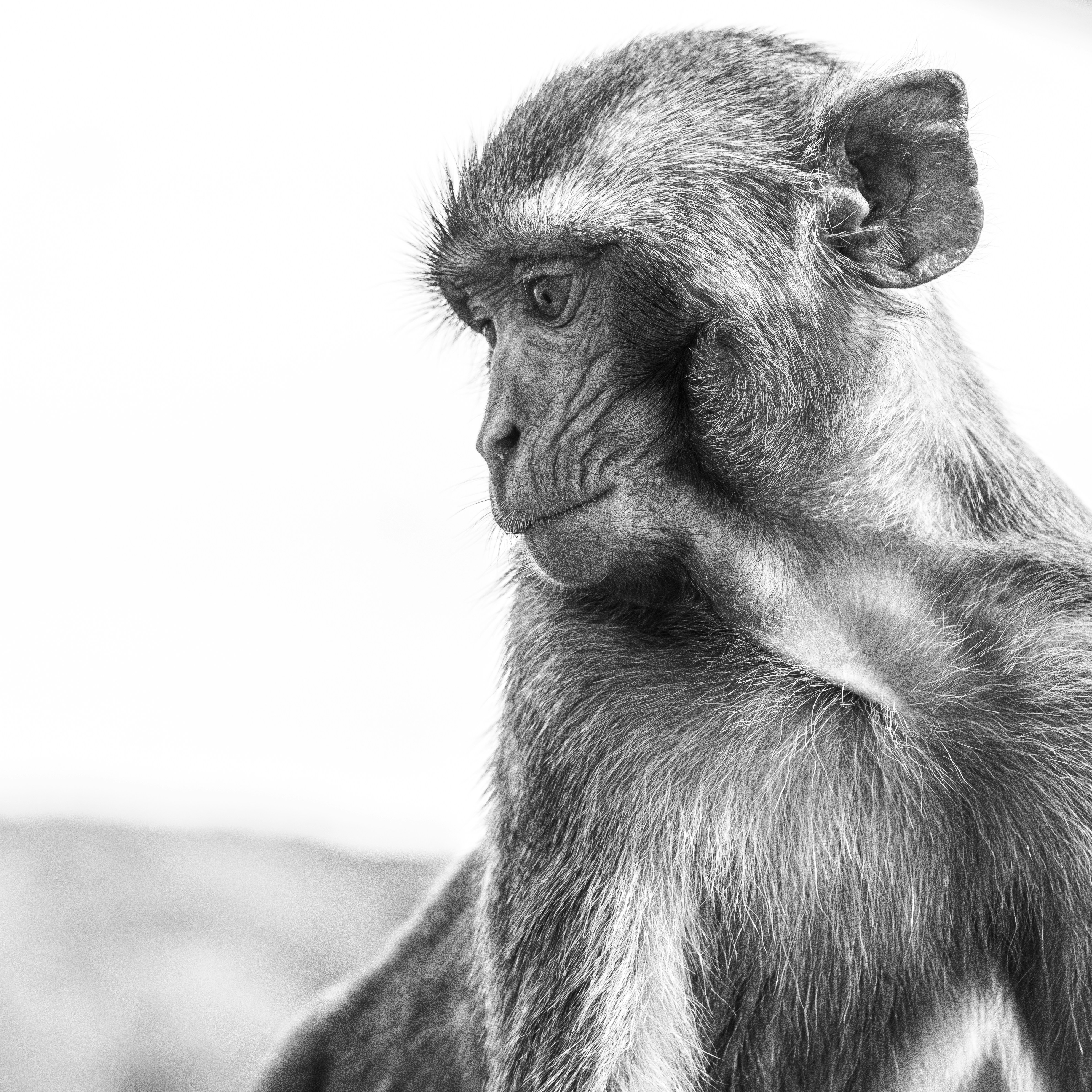 Monkey in grayscale photography during daytime photo – Free Animal ...