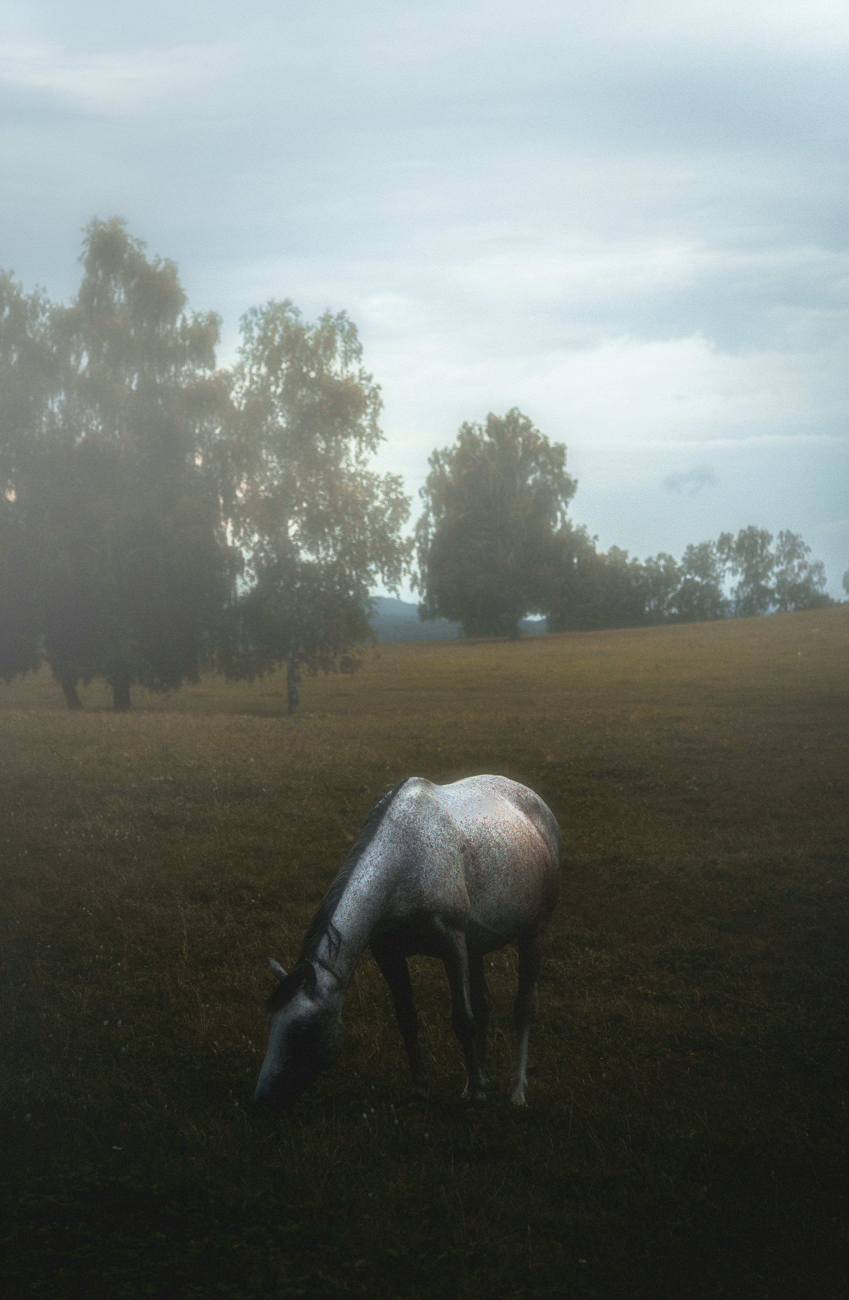 Fog-Softened Pasture: A solitary gray horse grazing as distant trees fade