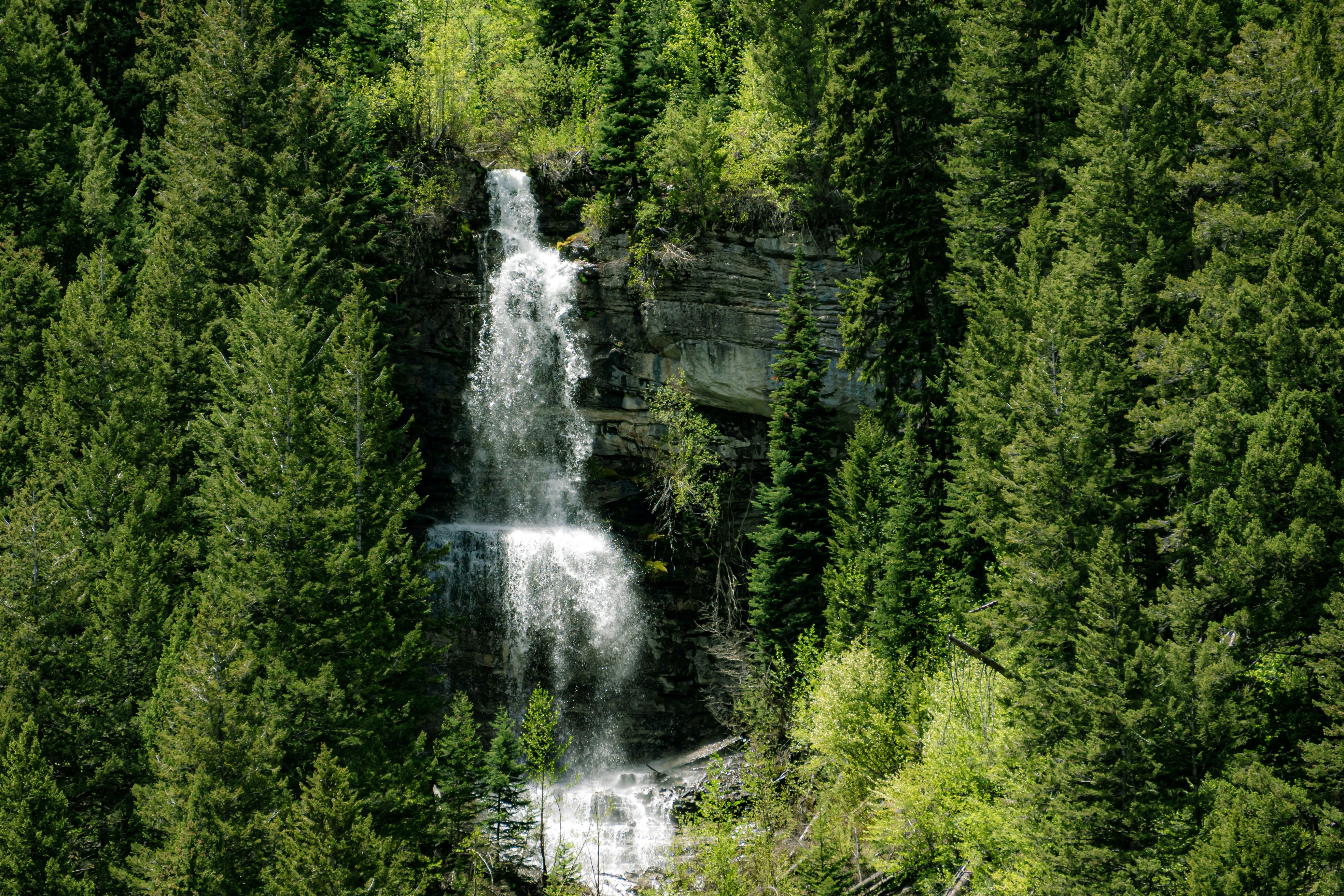 Green pine trees near waterfalls during daytime photo – Free Eagle ...