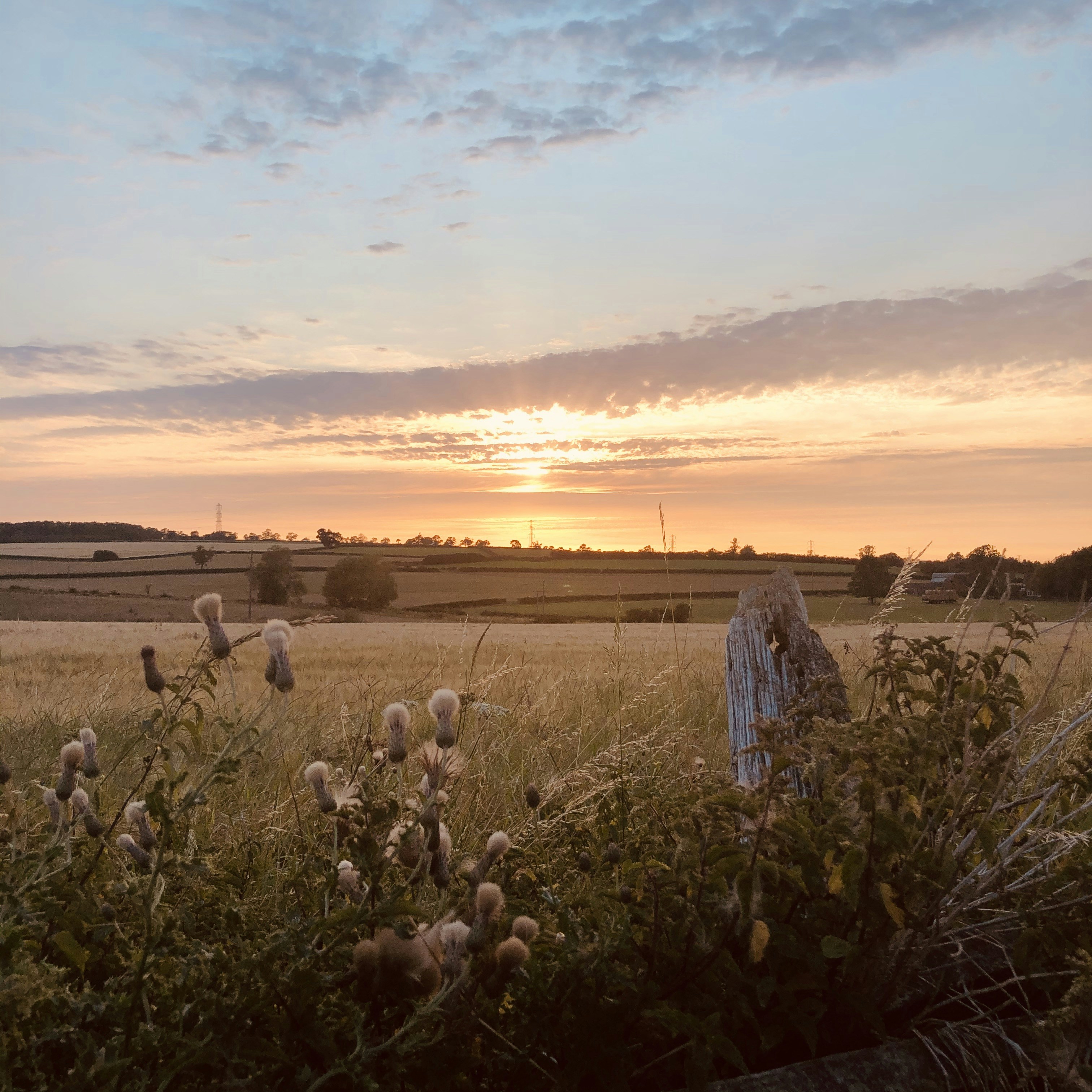 Foto Lapangan rumput hijau saat matahari terbenam – Gambar Wallpaper ...