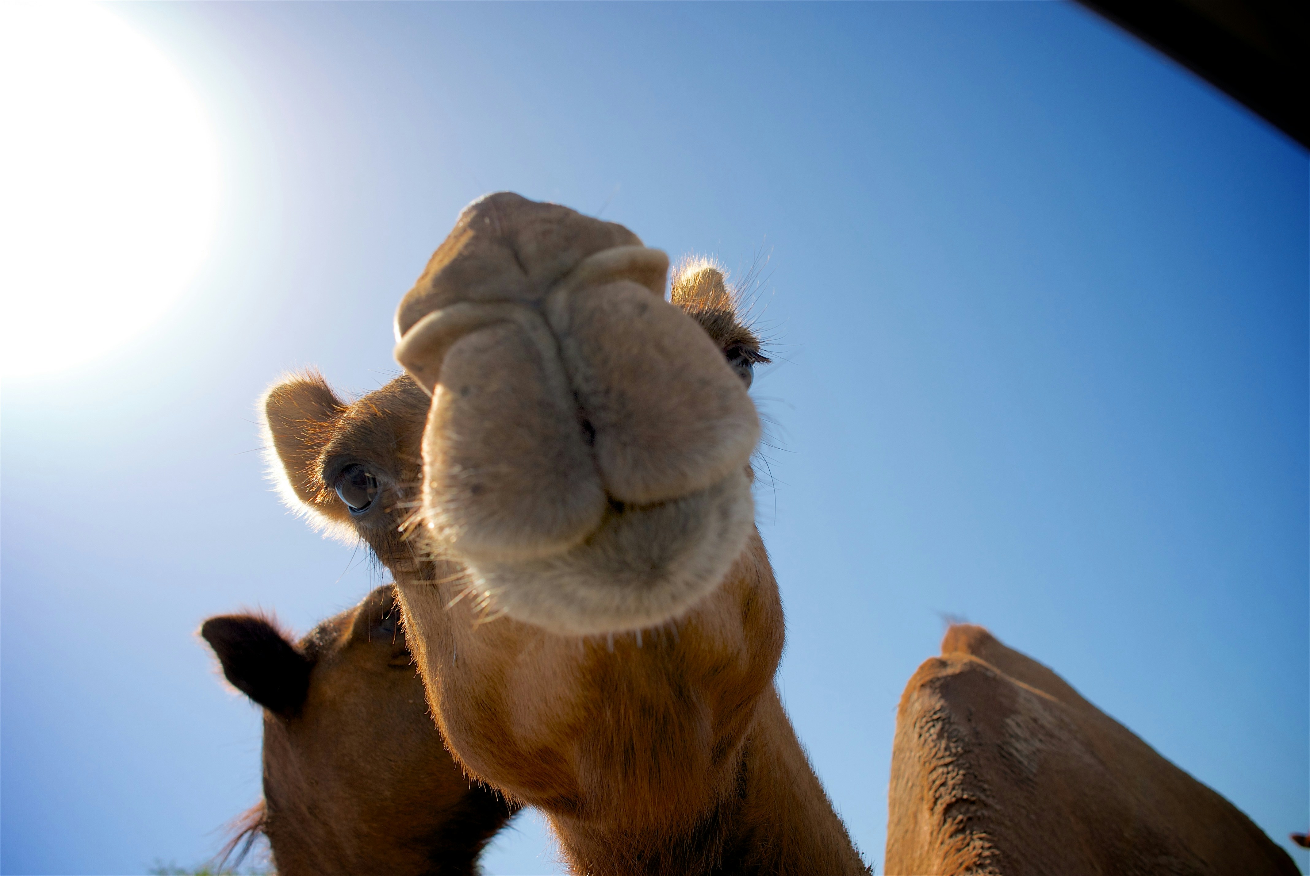 Close-up of a camel's face with another camel in the background, set against a clear blue sky. The sunlight creates a bright halo effect around the scene.
