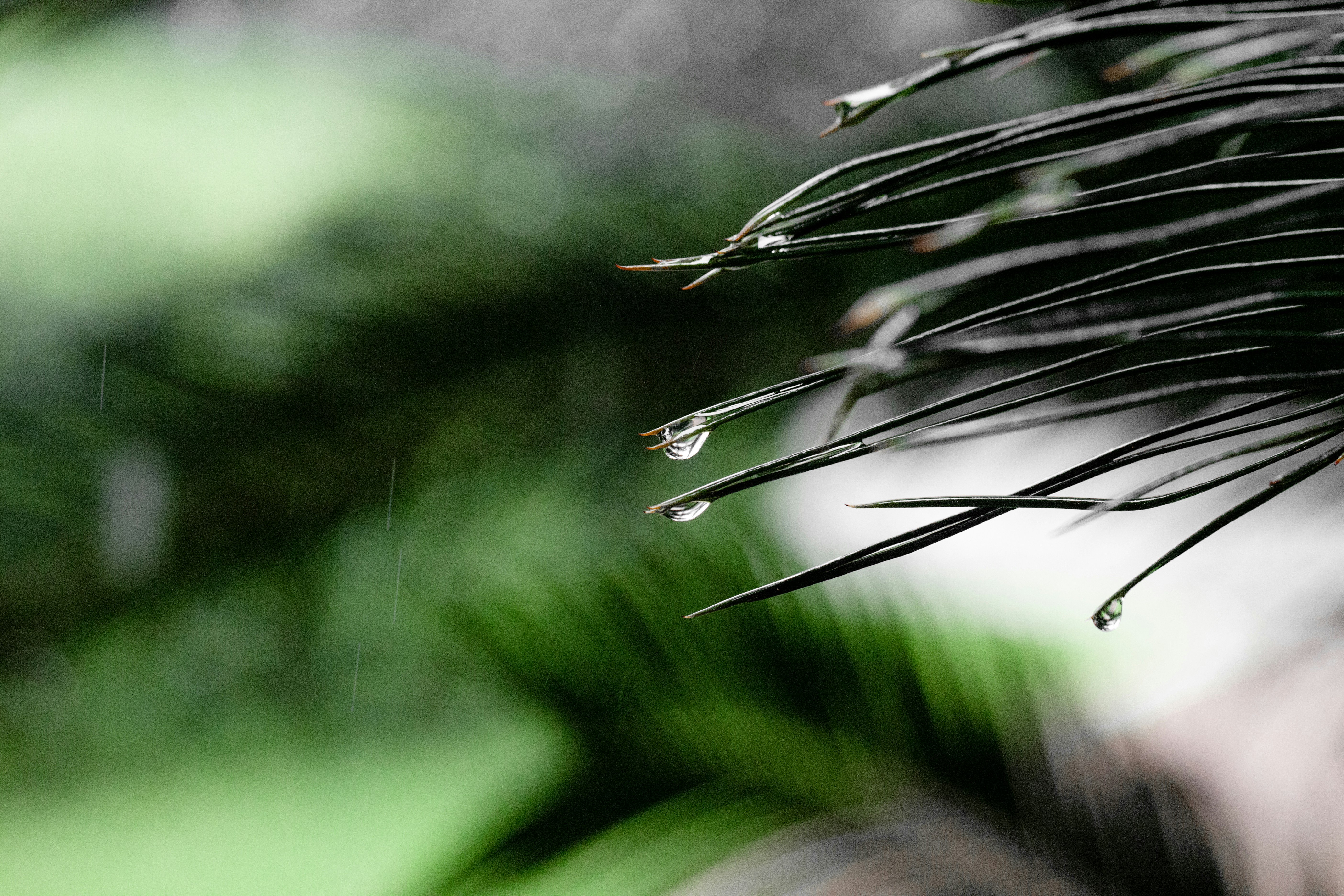 Close-up of raindrops hanging from pine needles with a blurred green background.