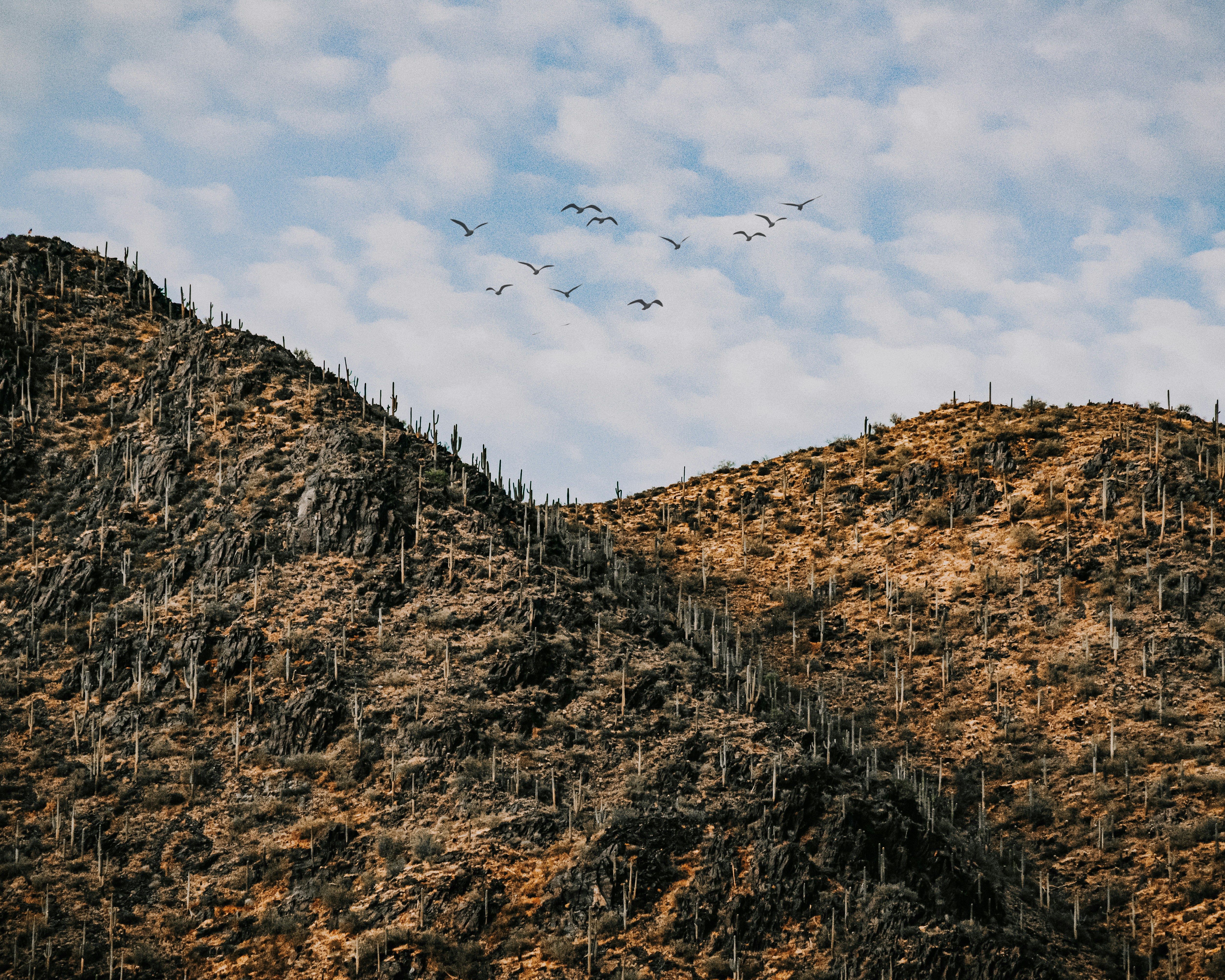Desert Ridge Adorned with Cacti Under a Sky of Migrating Birds
