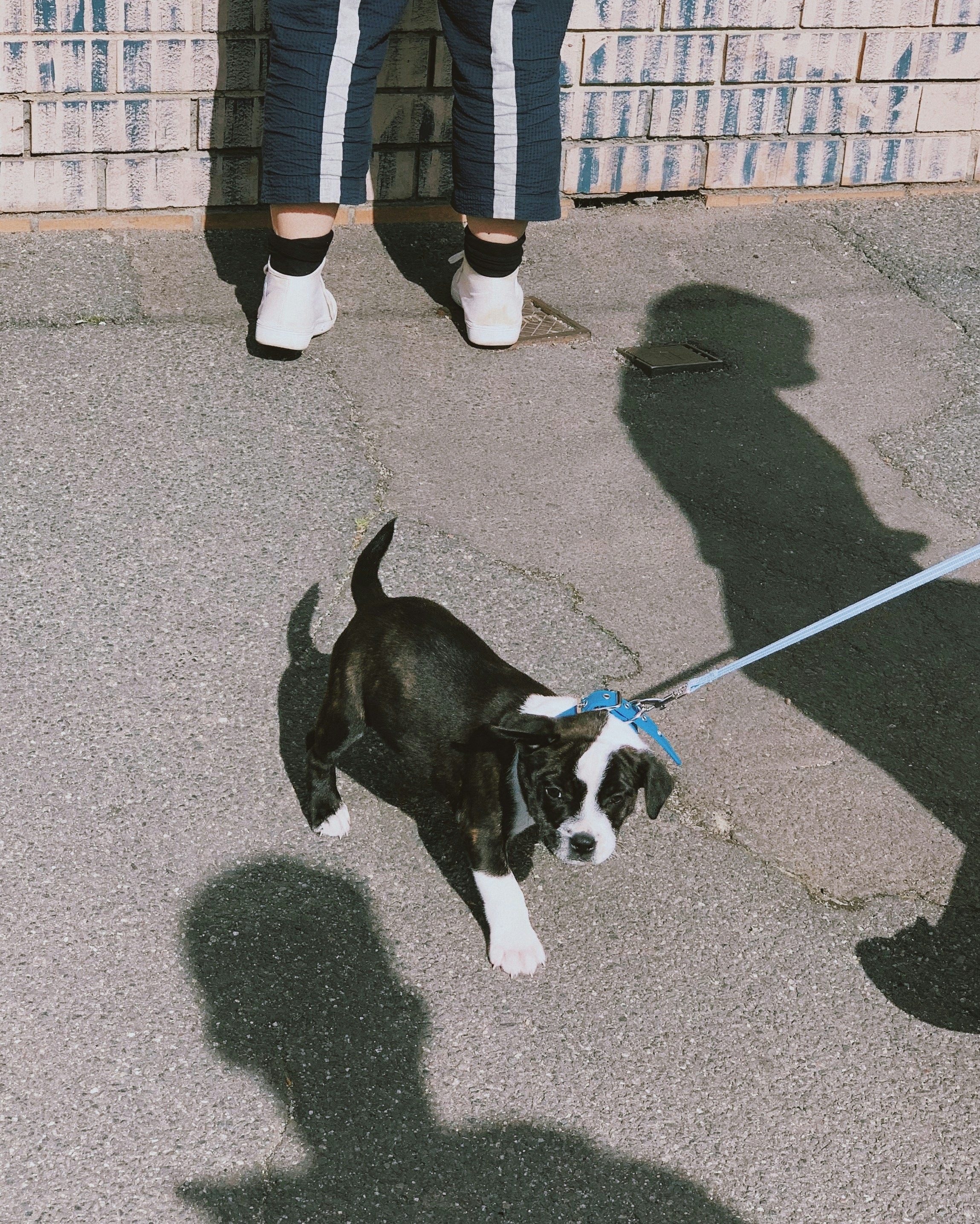 Blue-Bandana Pup: A Sunlit Stroll Along a Shadowed Sidewalk