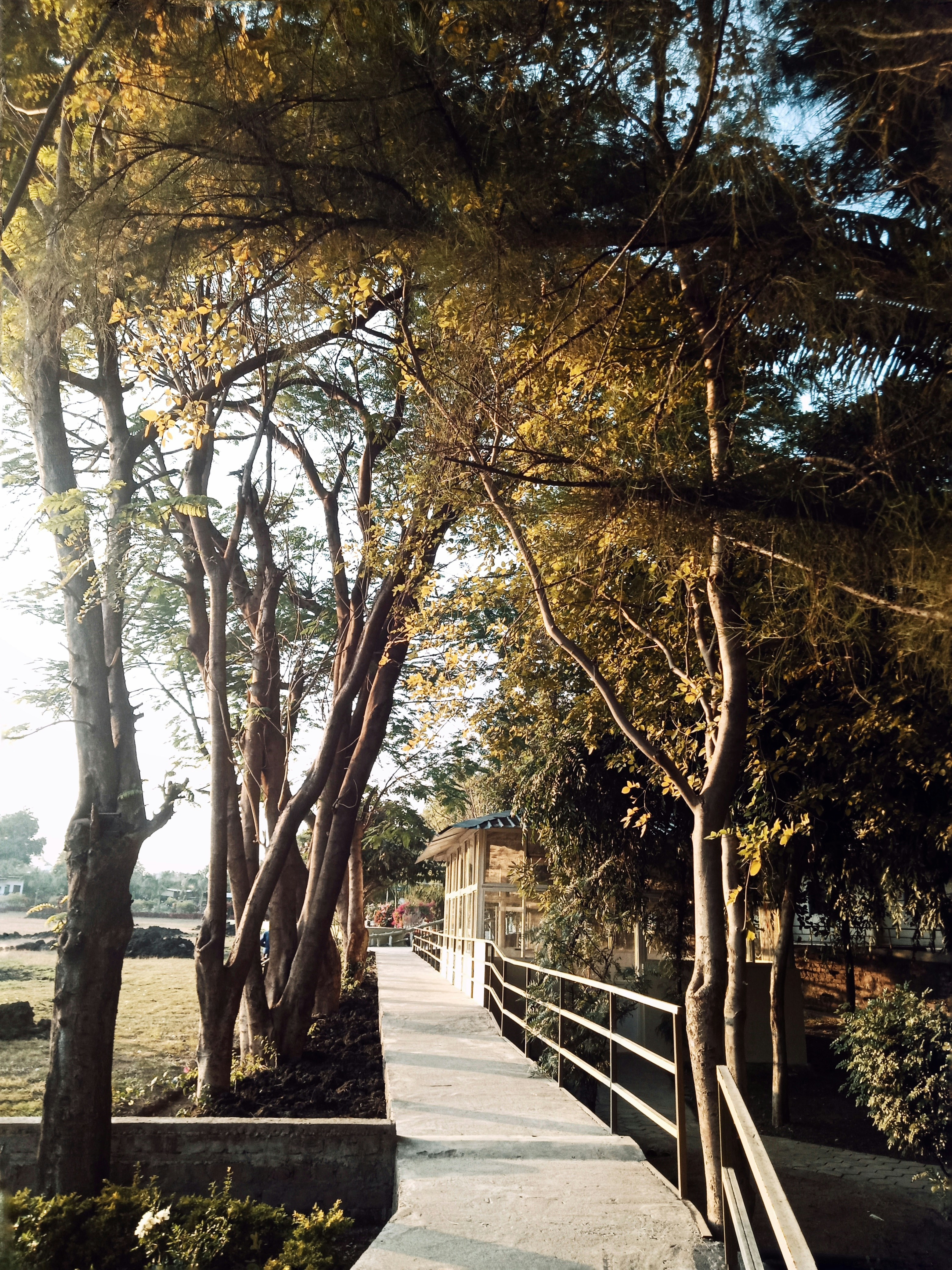 White wooden bridge between trees during daytime photo – Free Path ...