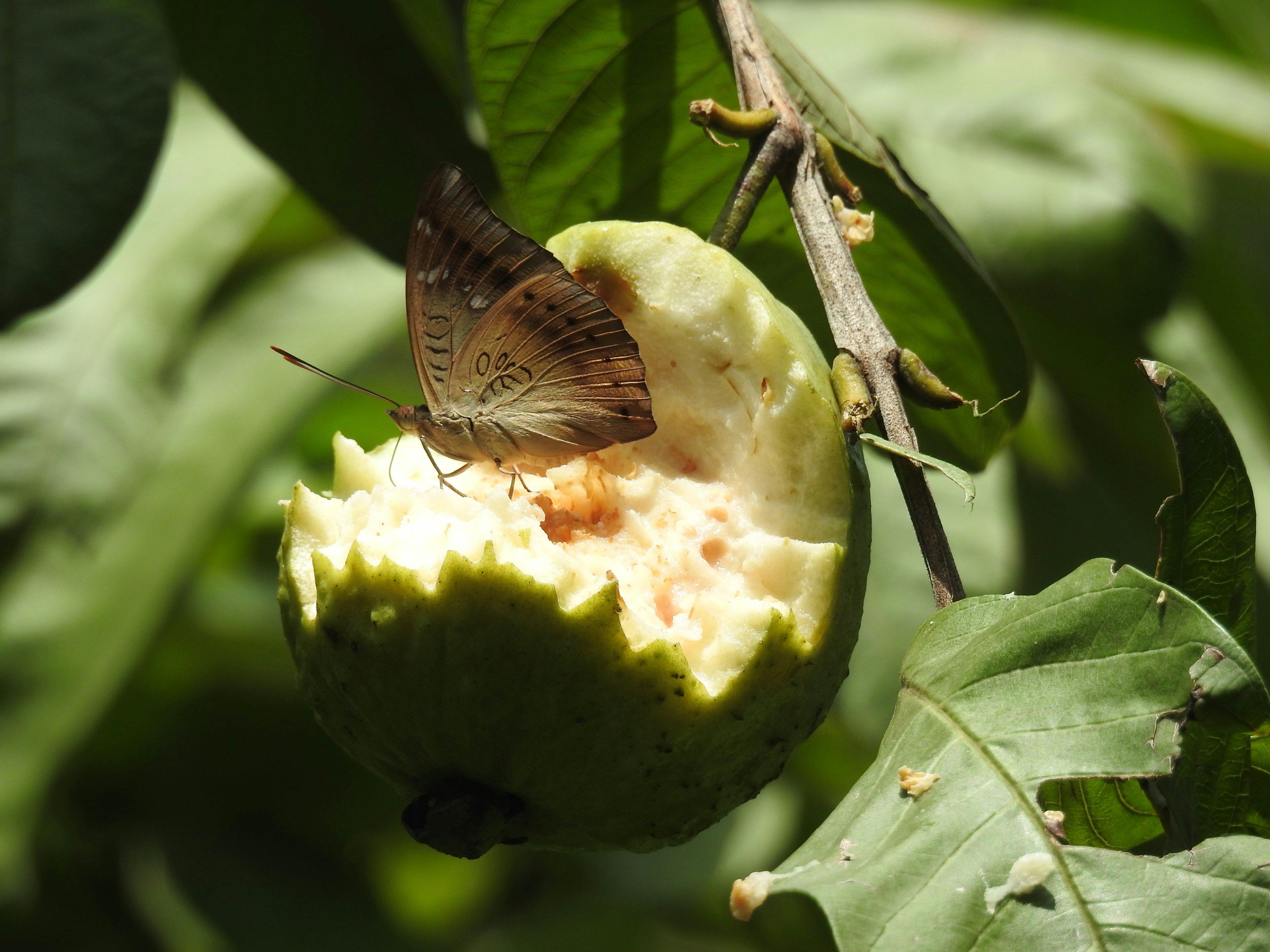 Butterfly Pause on a Citrus Bite