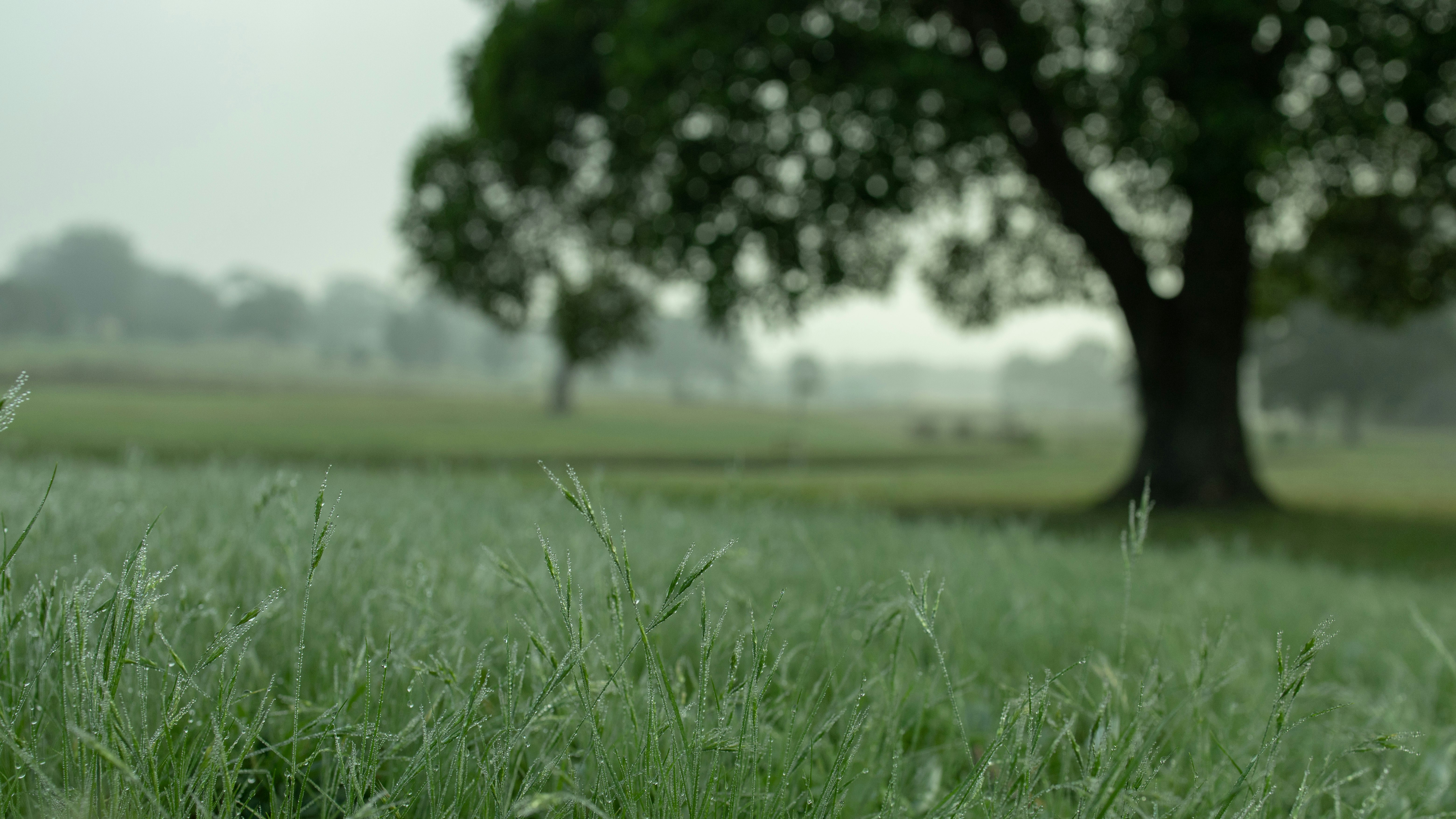 Mist-Layered Meadow: A Solitary Tree Watches Over Quiet Fields