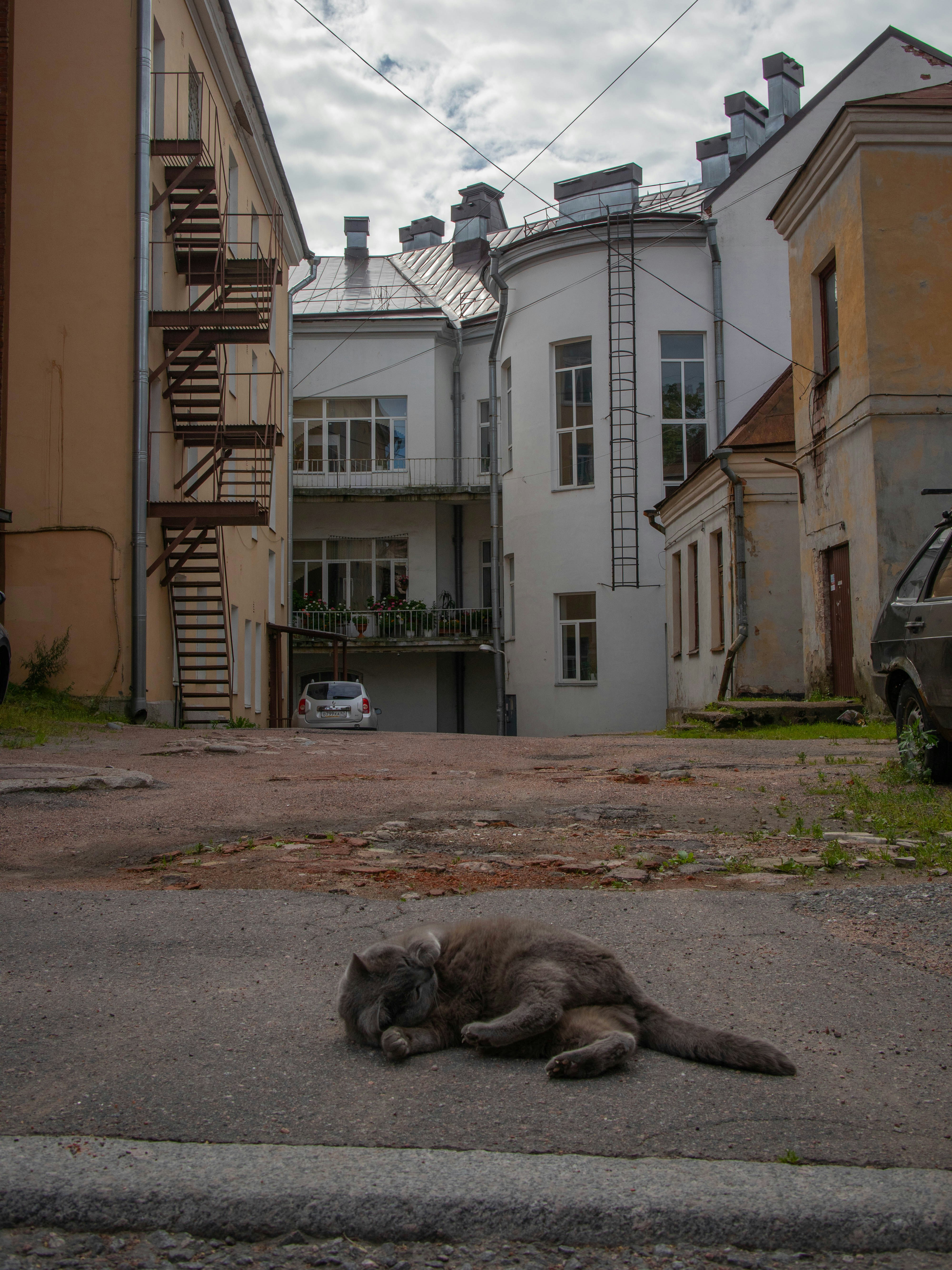 brown tabby cat on gray concrete road