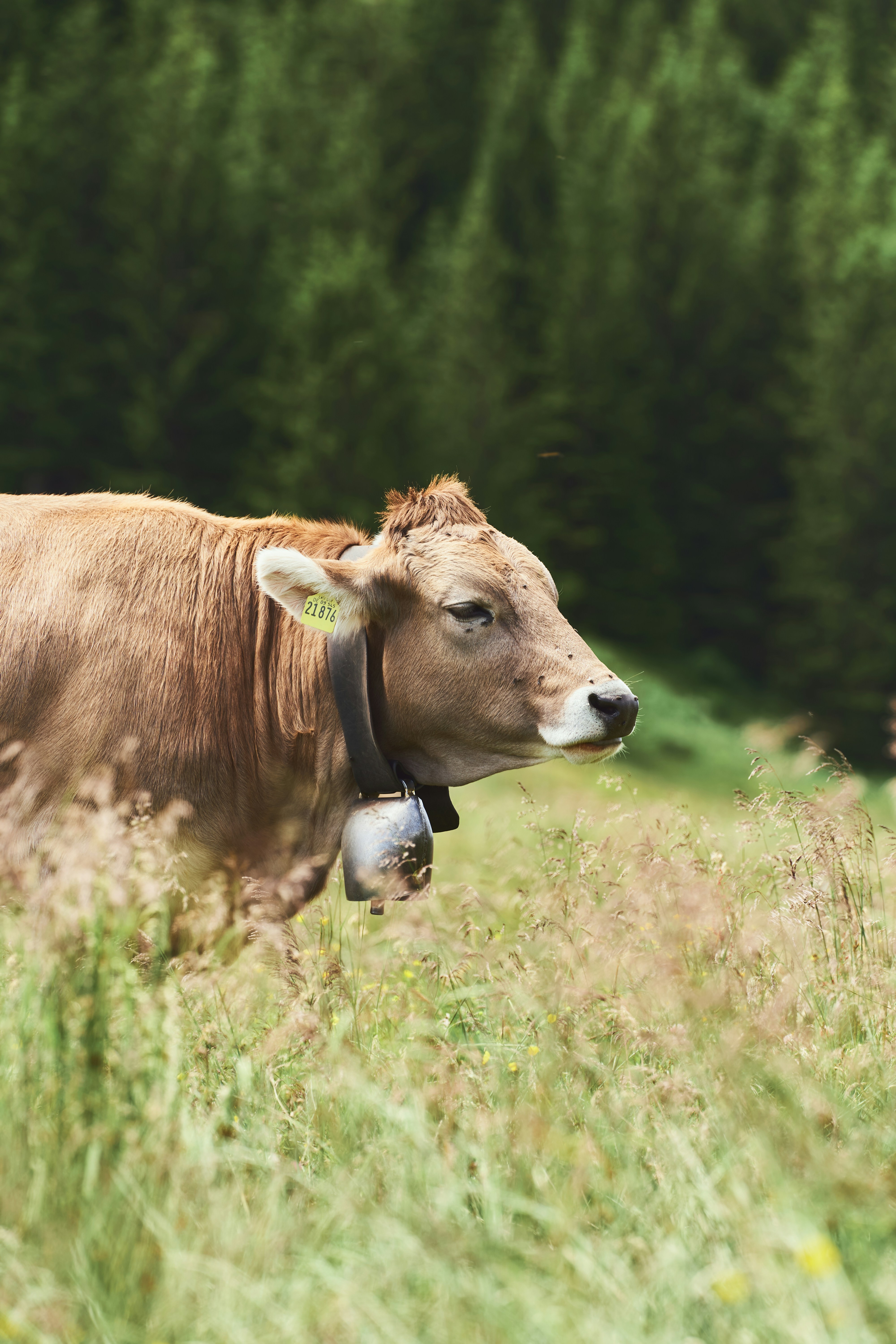 A dairy cow with a bell and ear tag peacefully grazes in a lush green meadow surrounded by trees.