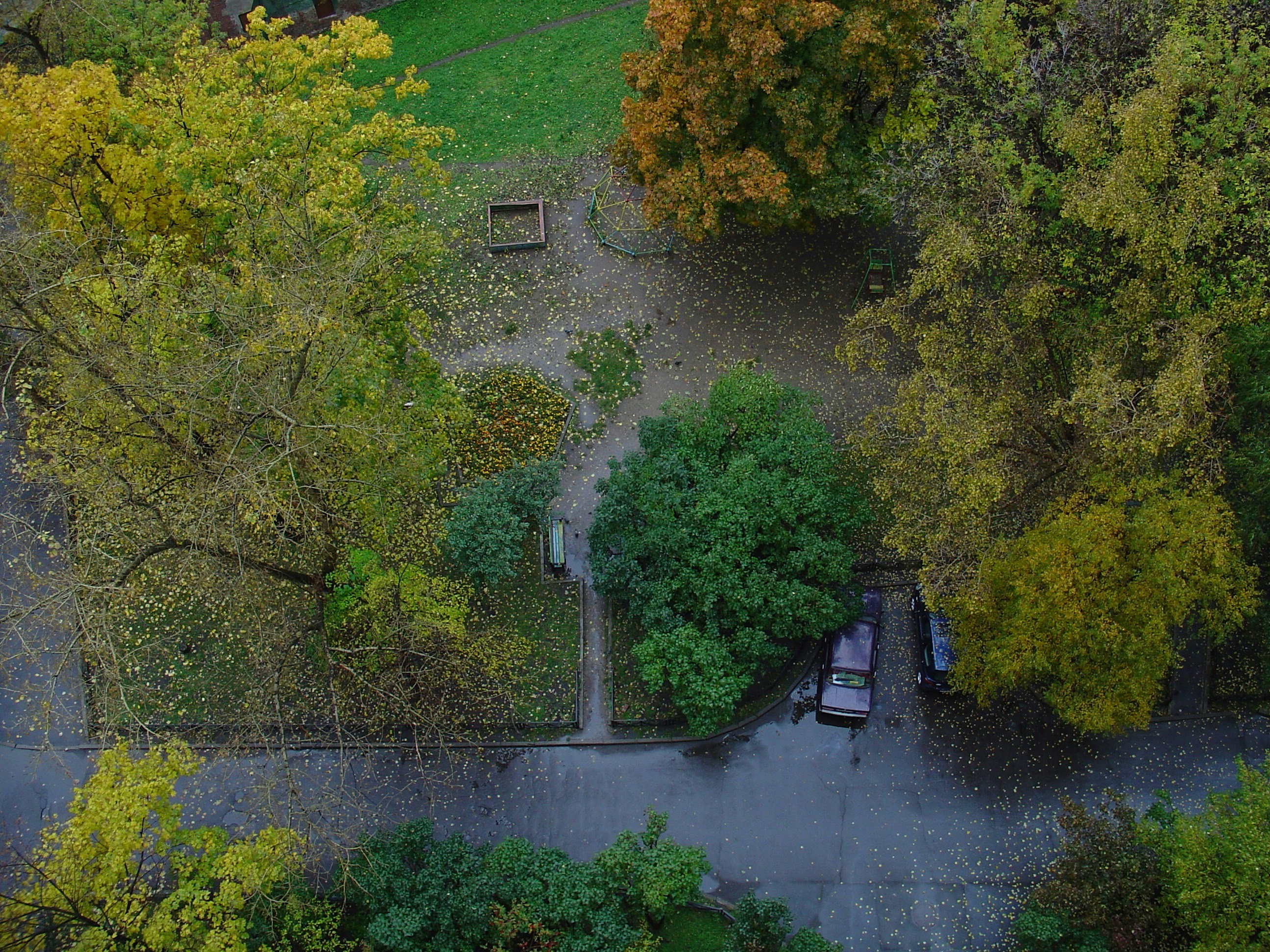 A Quiet autumn street bisected by a canopy of mossy green and amber