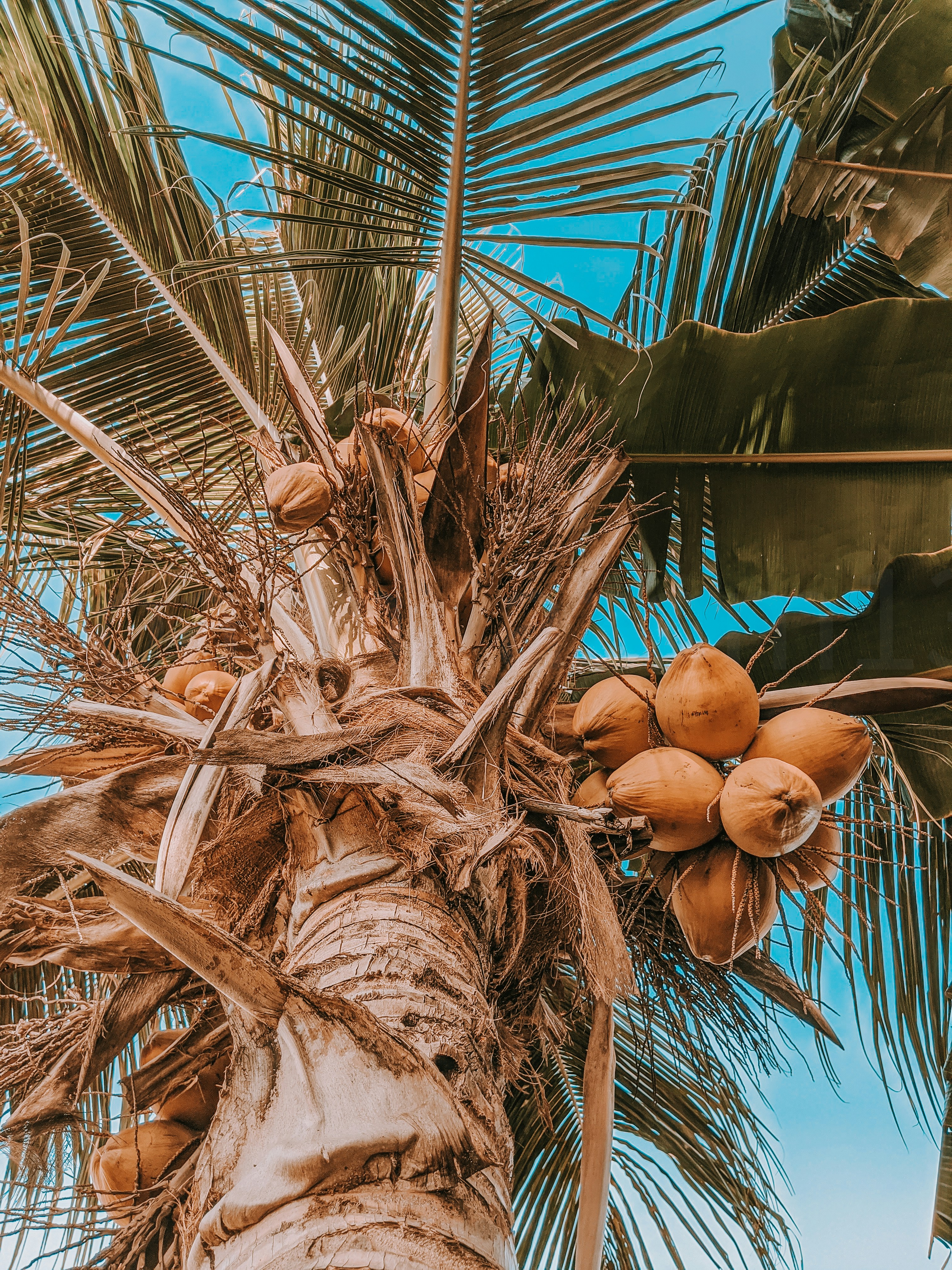 Close-up of a palm tree trunk bearing coconuts against a vivid turquoise sky. The shot emphasizes tropical textures and natural colors.