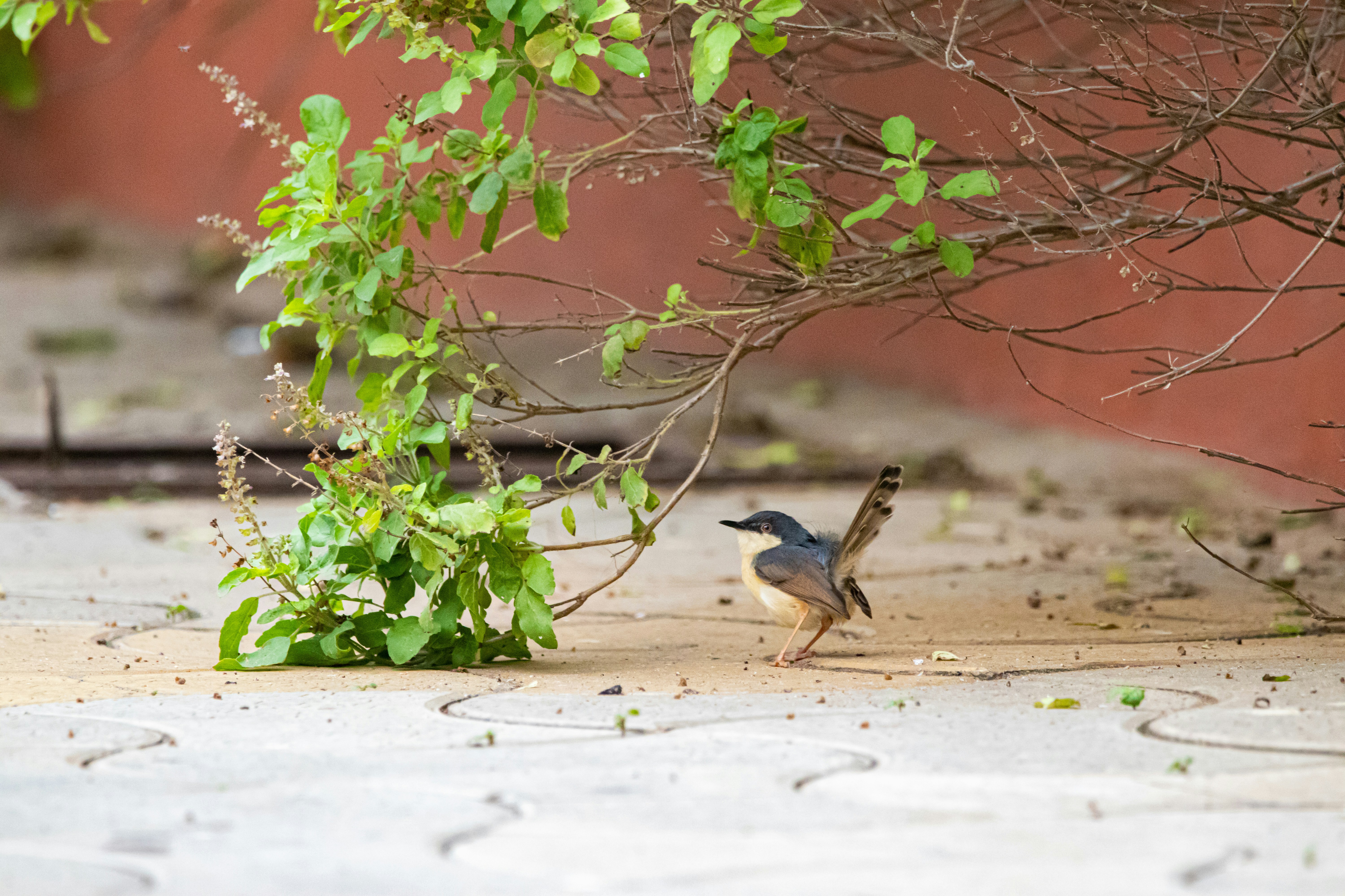 A tiny ashy prinia hiding under a tree branch