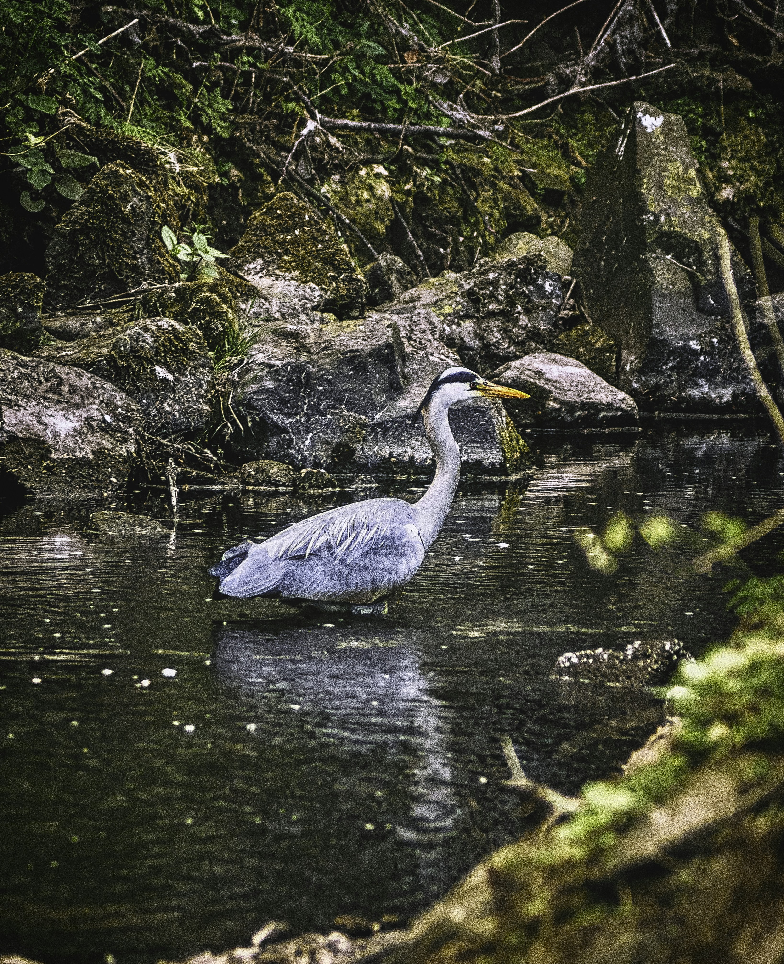 Riverside Sentinel: A Grey Heron Among Moss and Rock