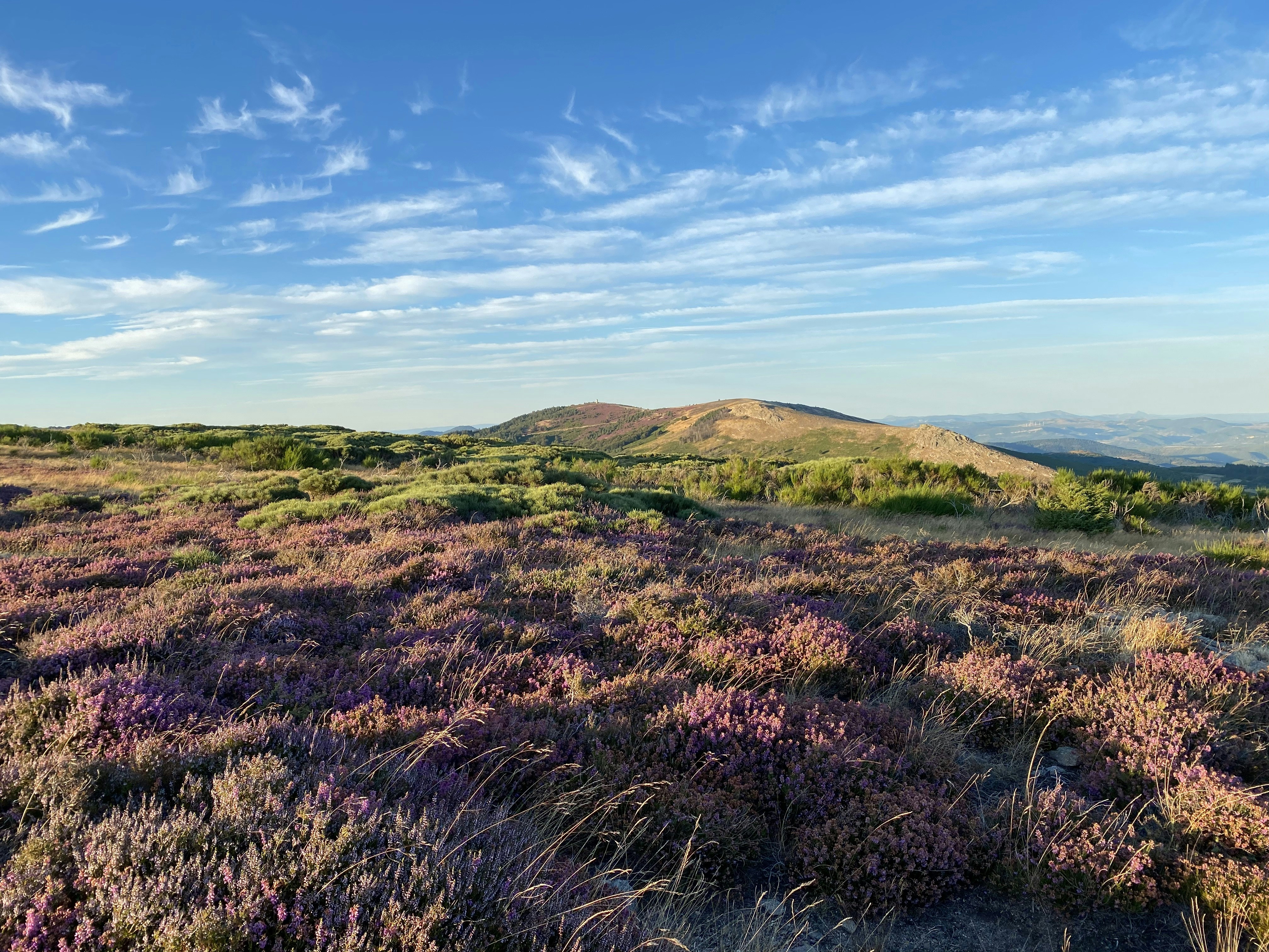 Purple Heather Moors Beneath a Wide Blue Sky