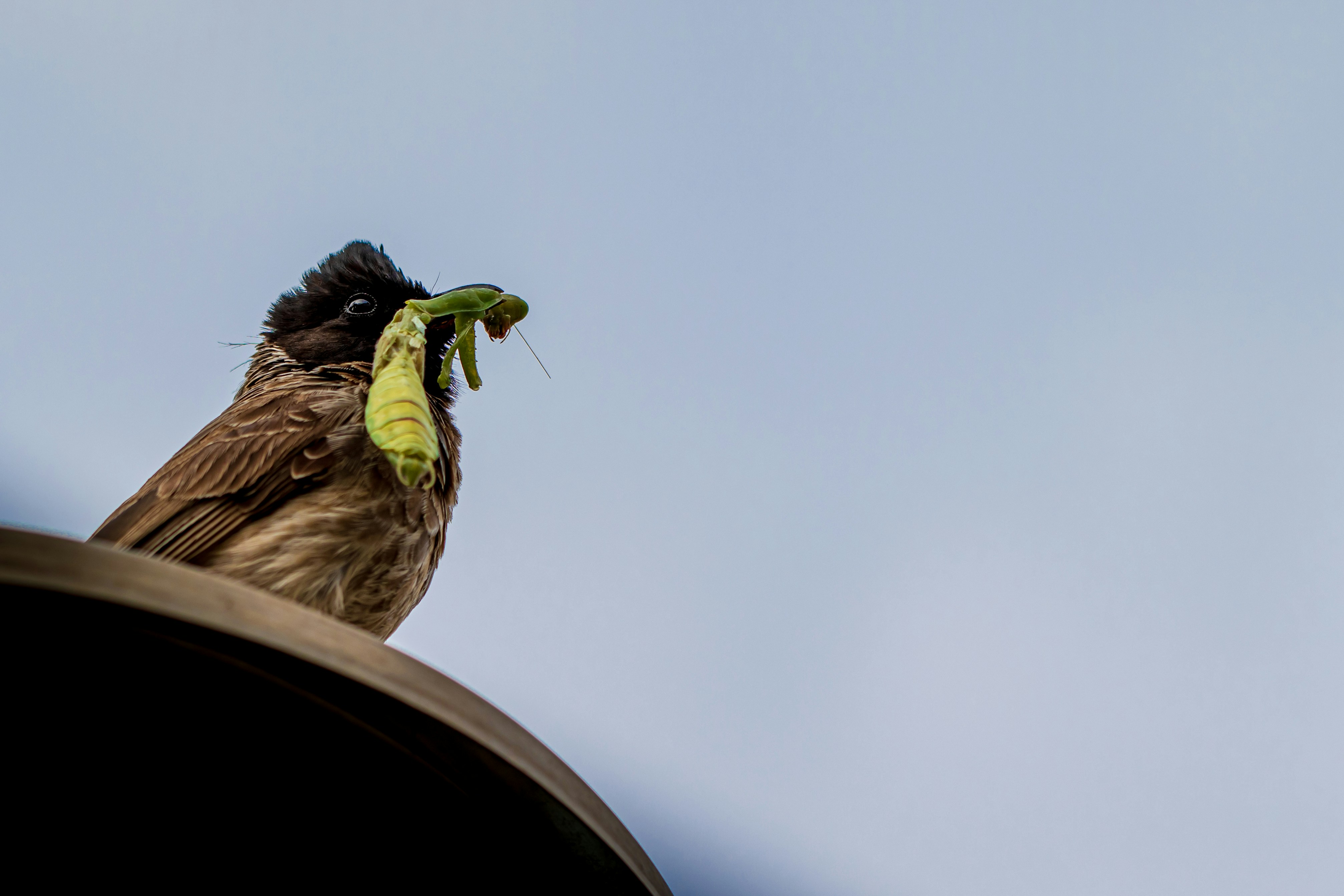 Rooftop Summit: A hungry bird clutches a bright green caterpillar.