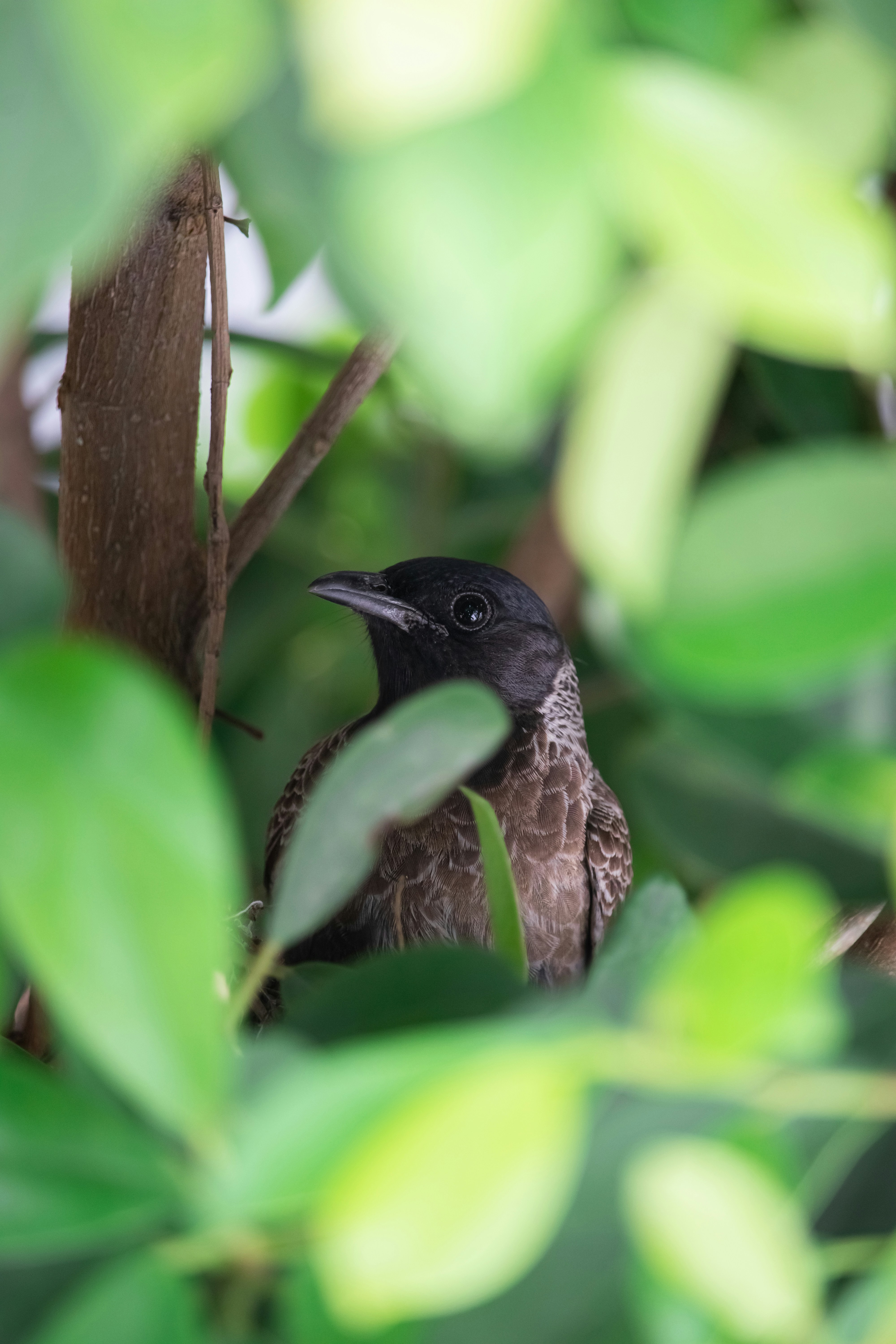Red Vented Bulbul in its Nest | black and brown bird on brown wooden fence during daytime