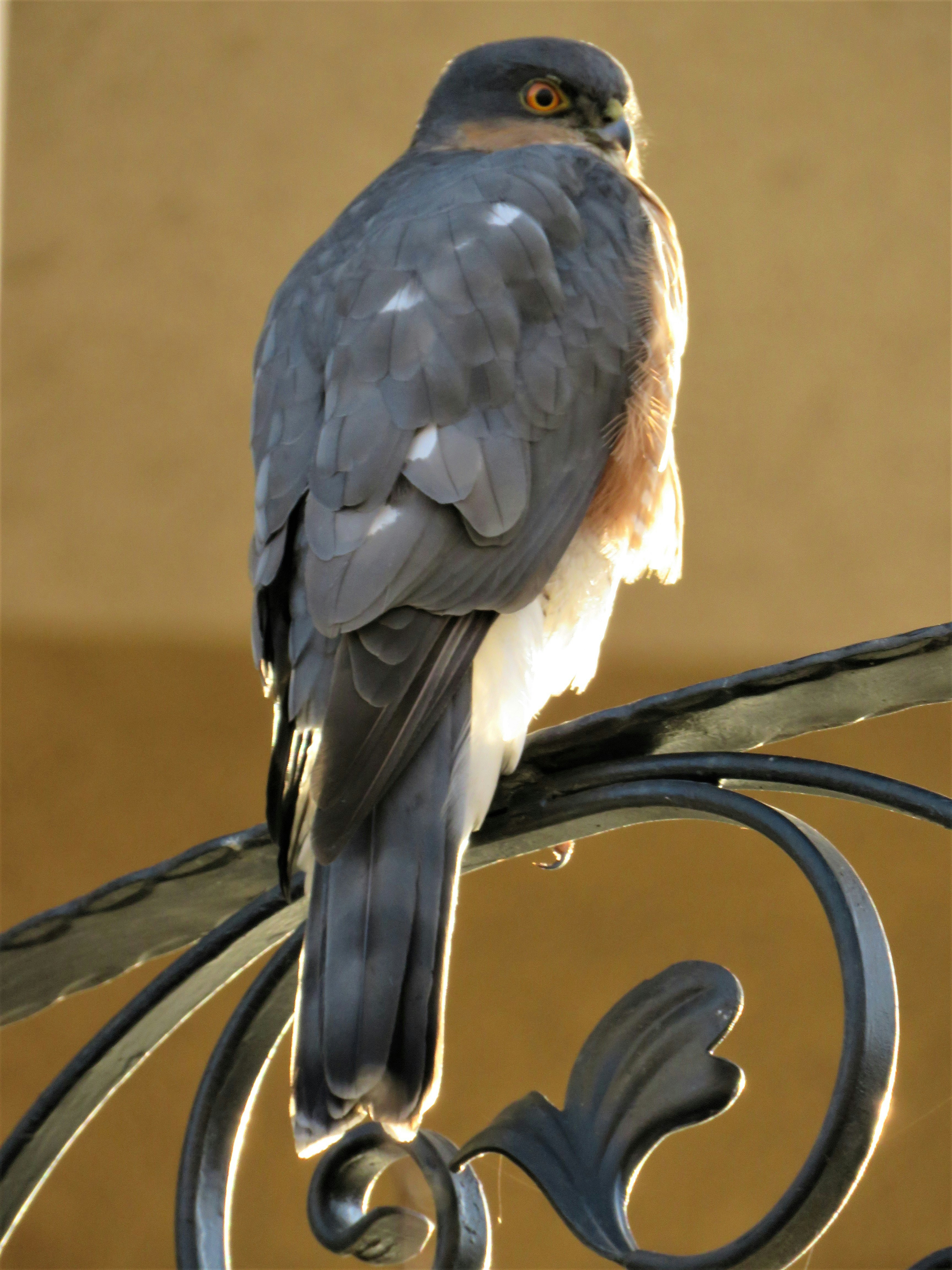 Amber Backdrop: A Grey Falcon Perched on Ornate Ironwork