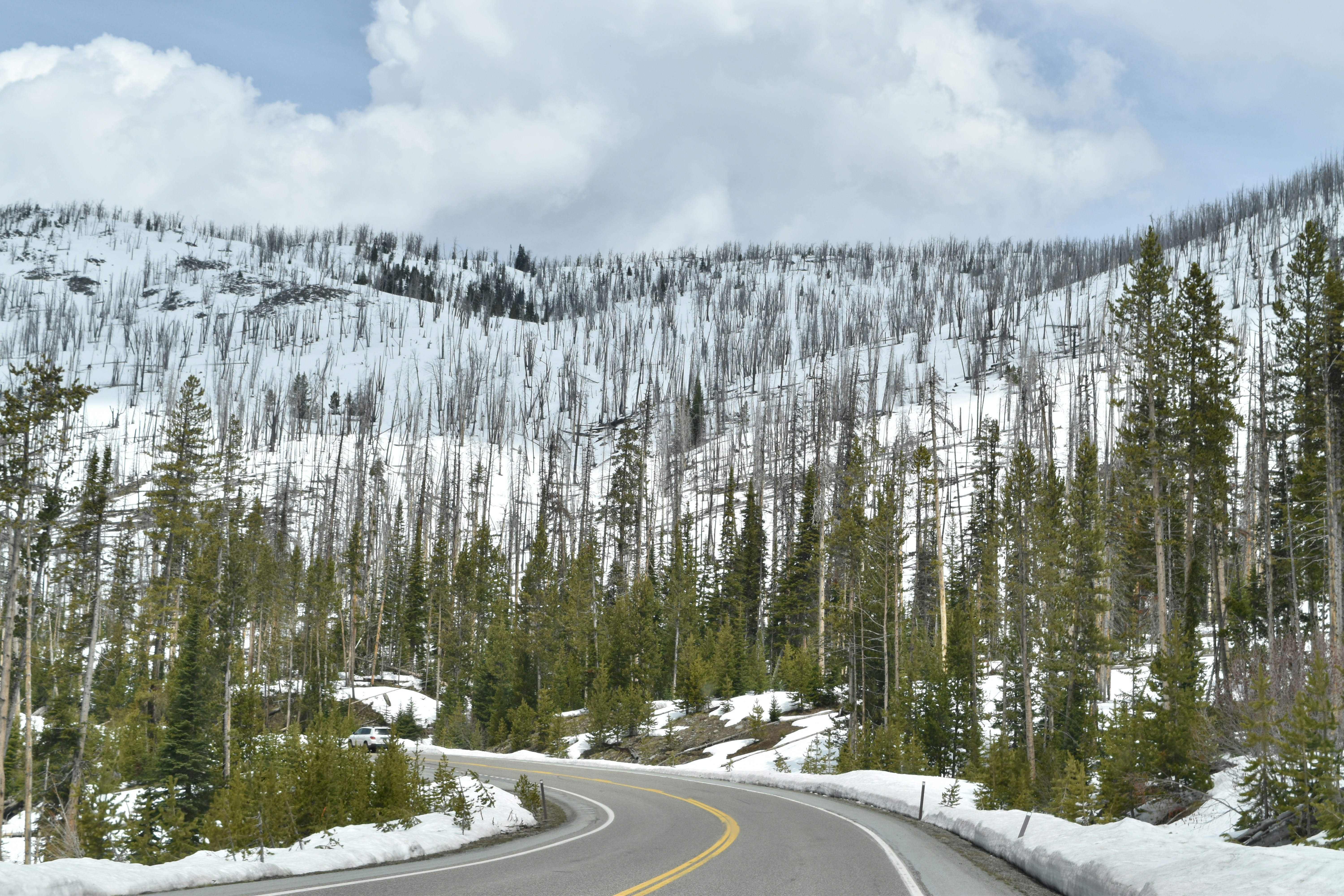 Pinheiros cobertos de neve ao lado da estrada sob o céu nublado durante ...