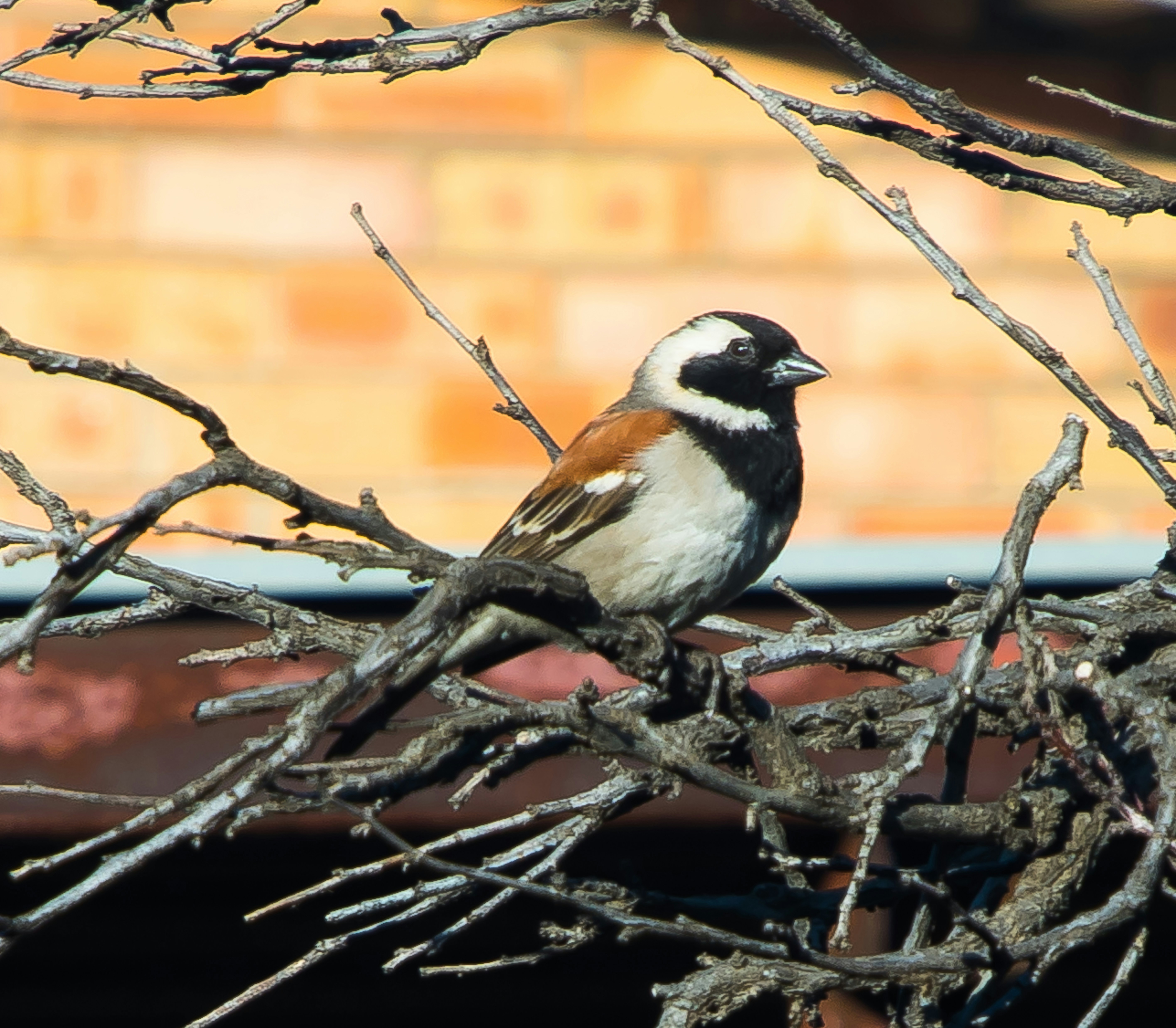 Chickadee perched on charred branches against a brick backdrop