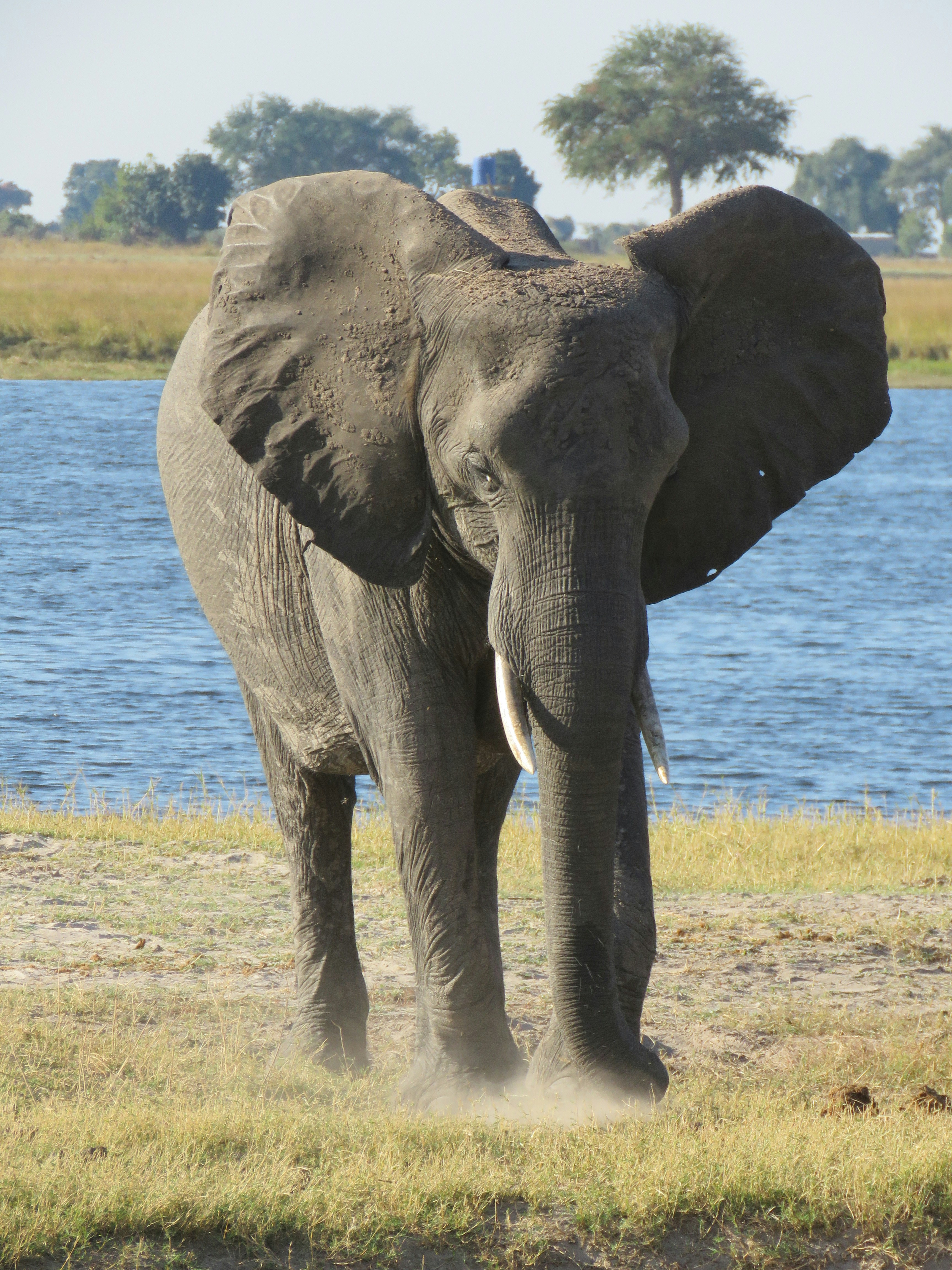 Close-up photograph of an African elephant standing on grassy shore beside a lake, dust rising from its feet as it faces the camera.