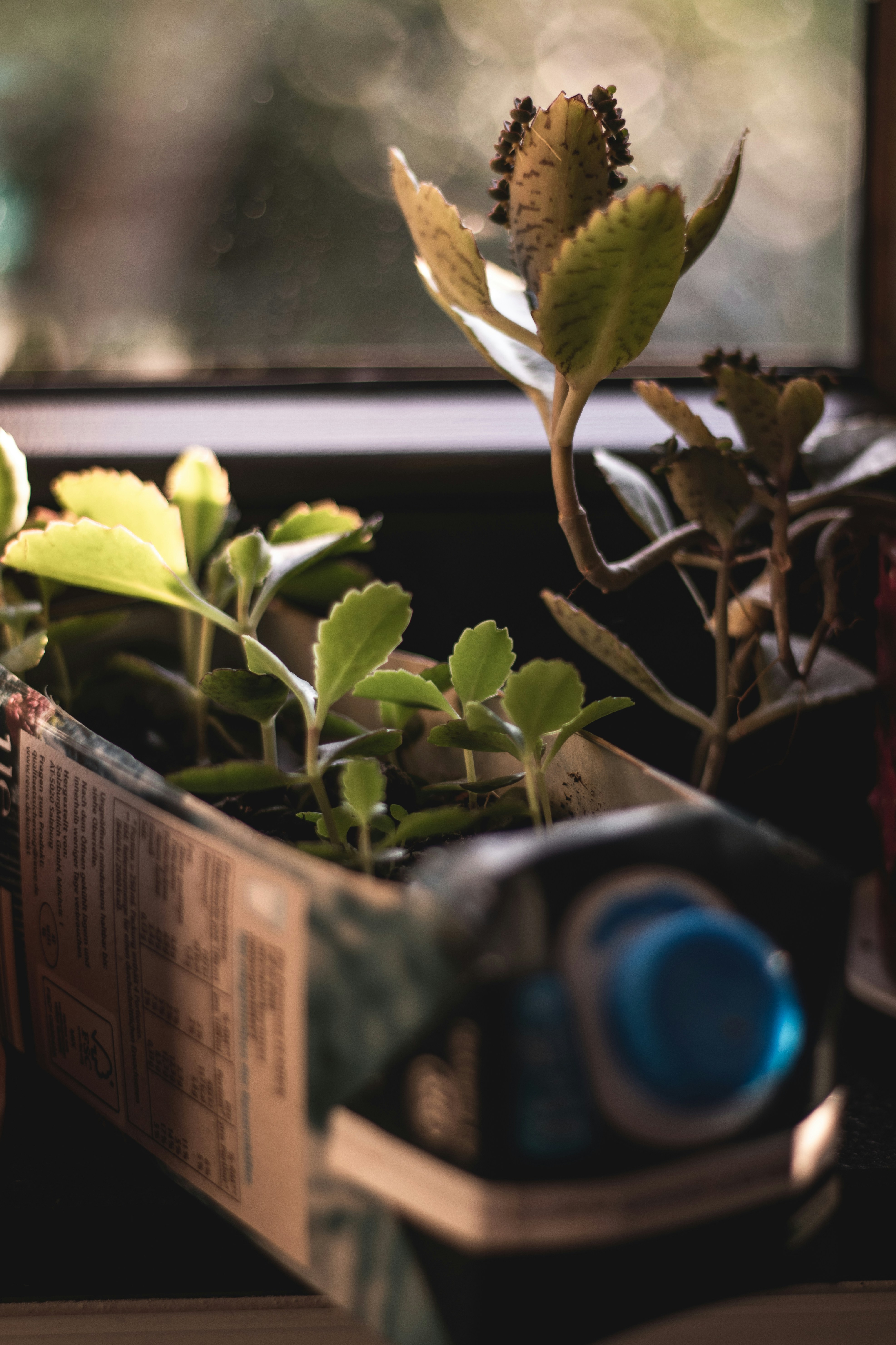 Succulent plants thriving in a repurposed container, showcasing a blend of nature and sustainability. Sunlight filters through the window, enhancing the green hues.