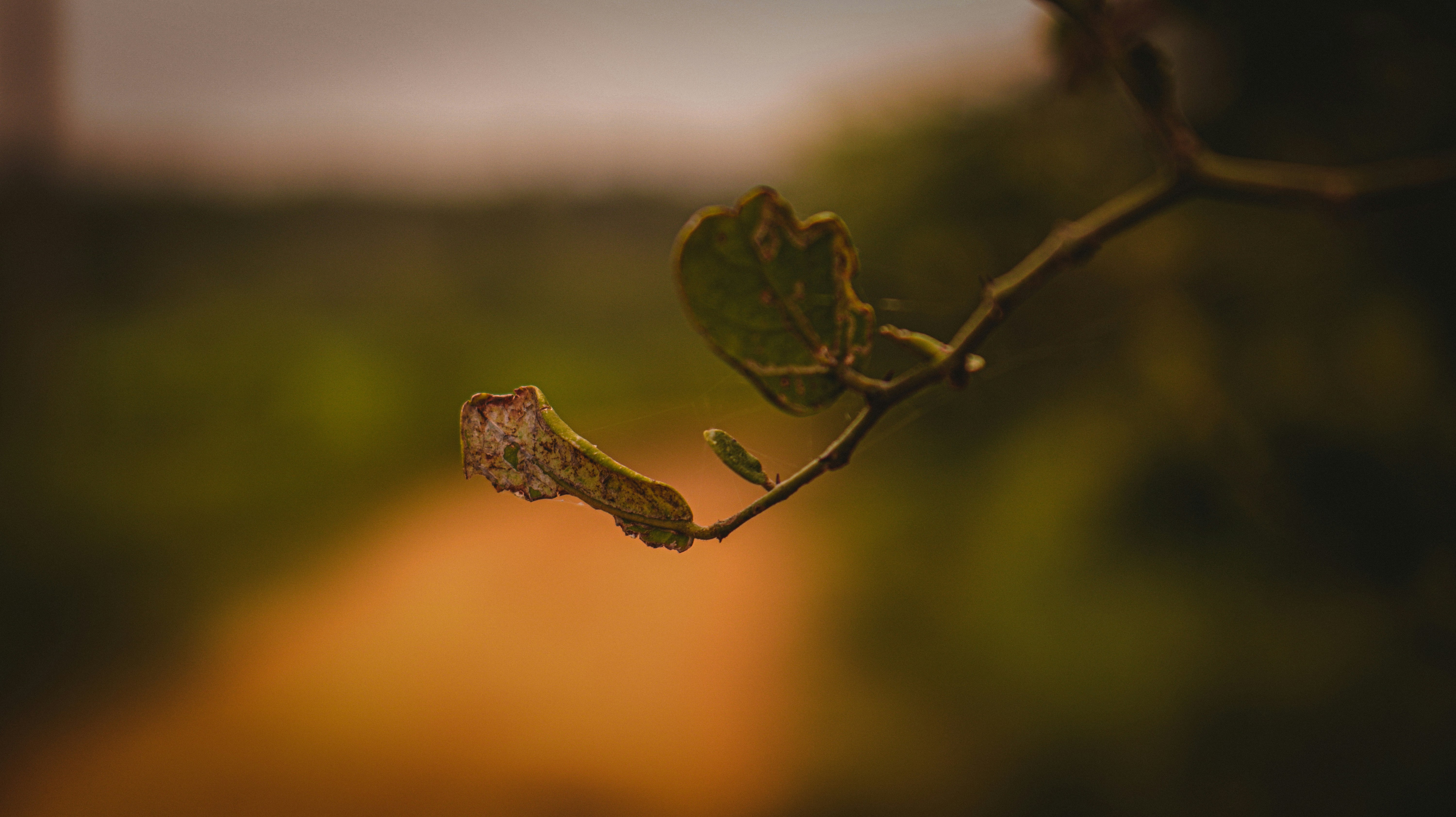 Soft-Focus Branch: A Lone Leaf Anchored in Golden Dusk