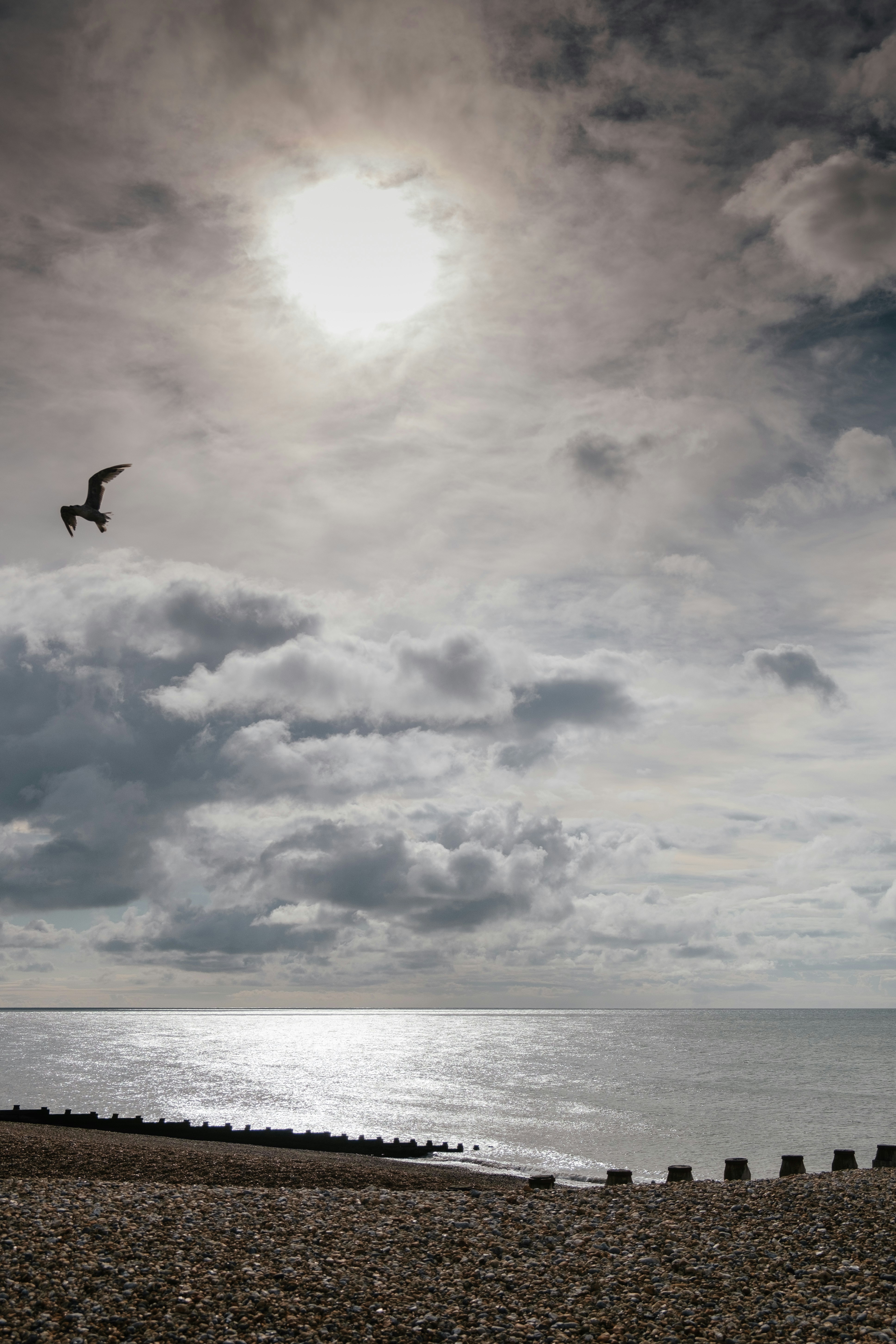 Gull Against the Glint: A Quiet Moment Over a Pebbled Shore
