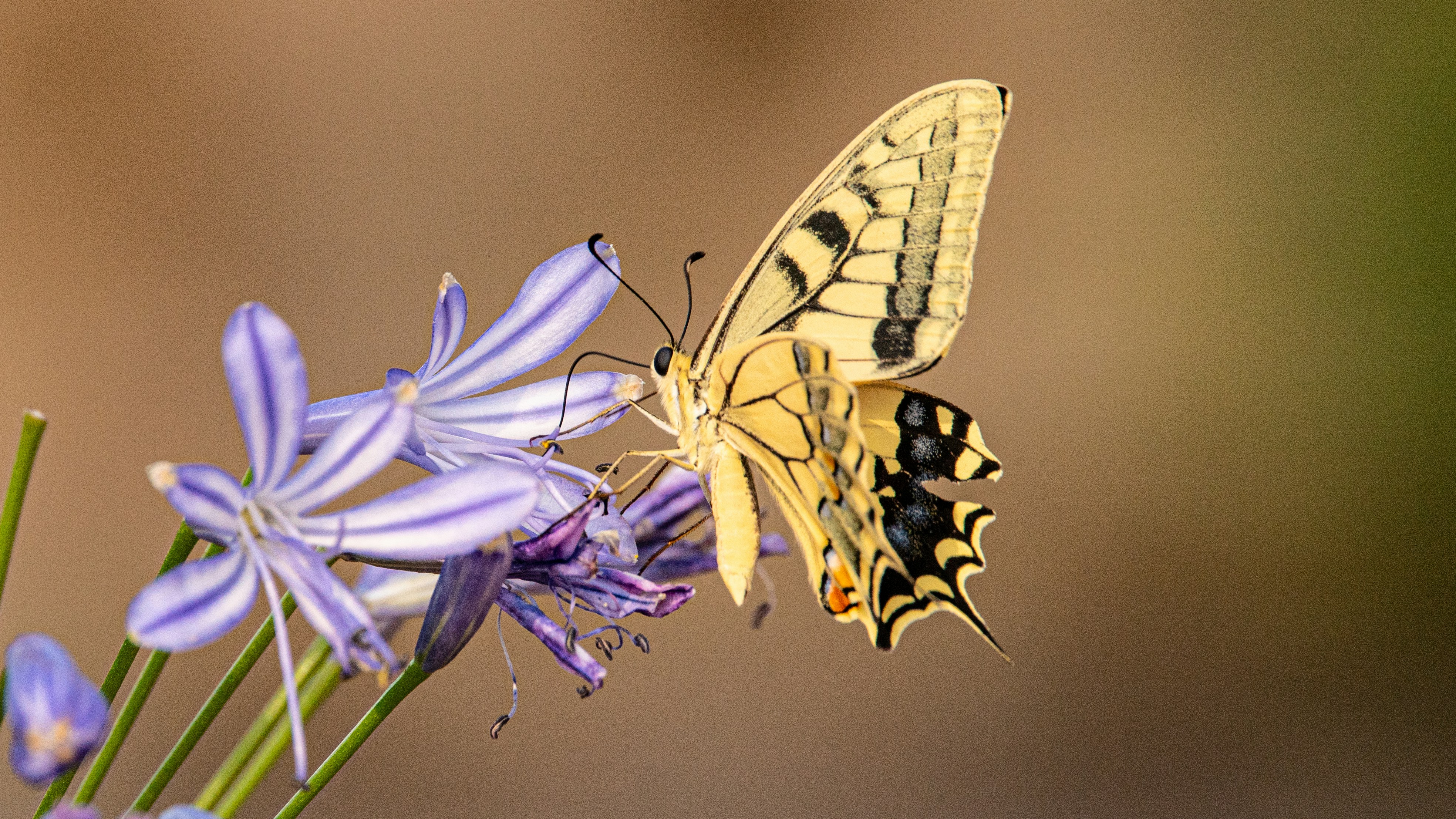 A butterfly gracefully perched on vibrant purple flowers, showcasing intricate wing patterns against a softly blurred background.
