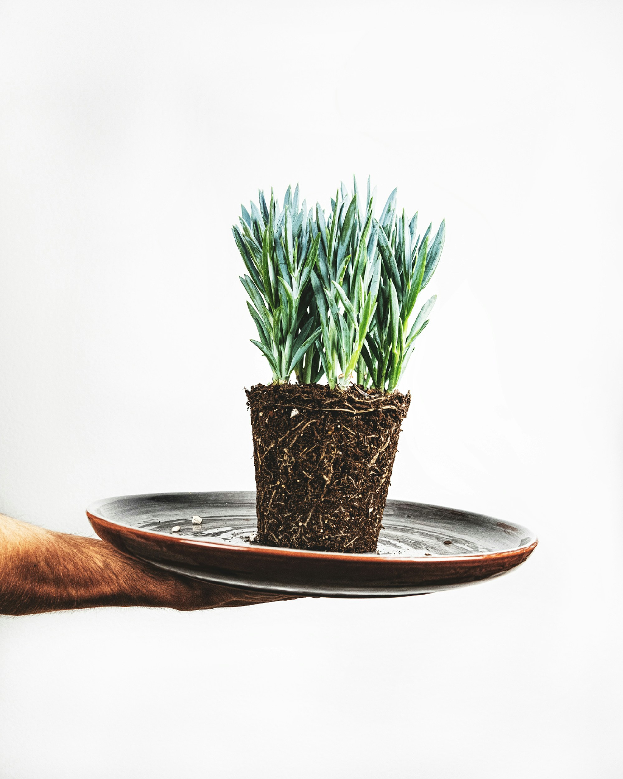 Studio shot of a person holding a plate with a Senecio aquarine on it. 