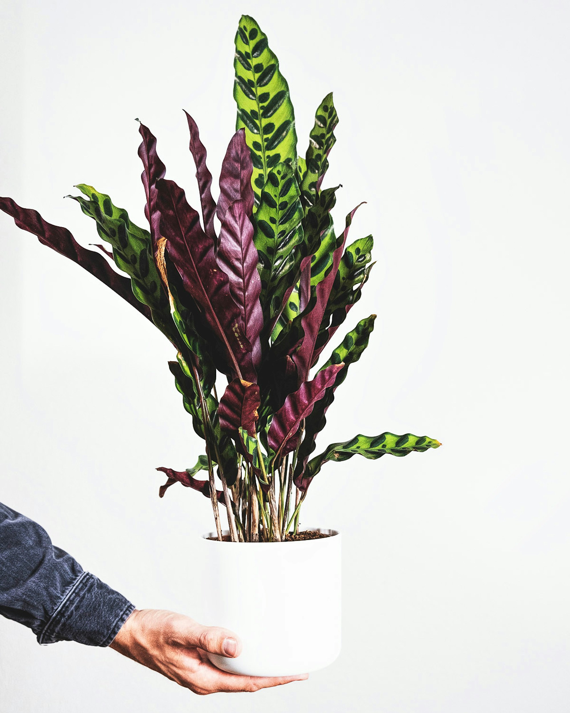 Green and Purple Croton in a White Pot: A Minimal Studio Moment