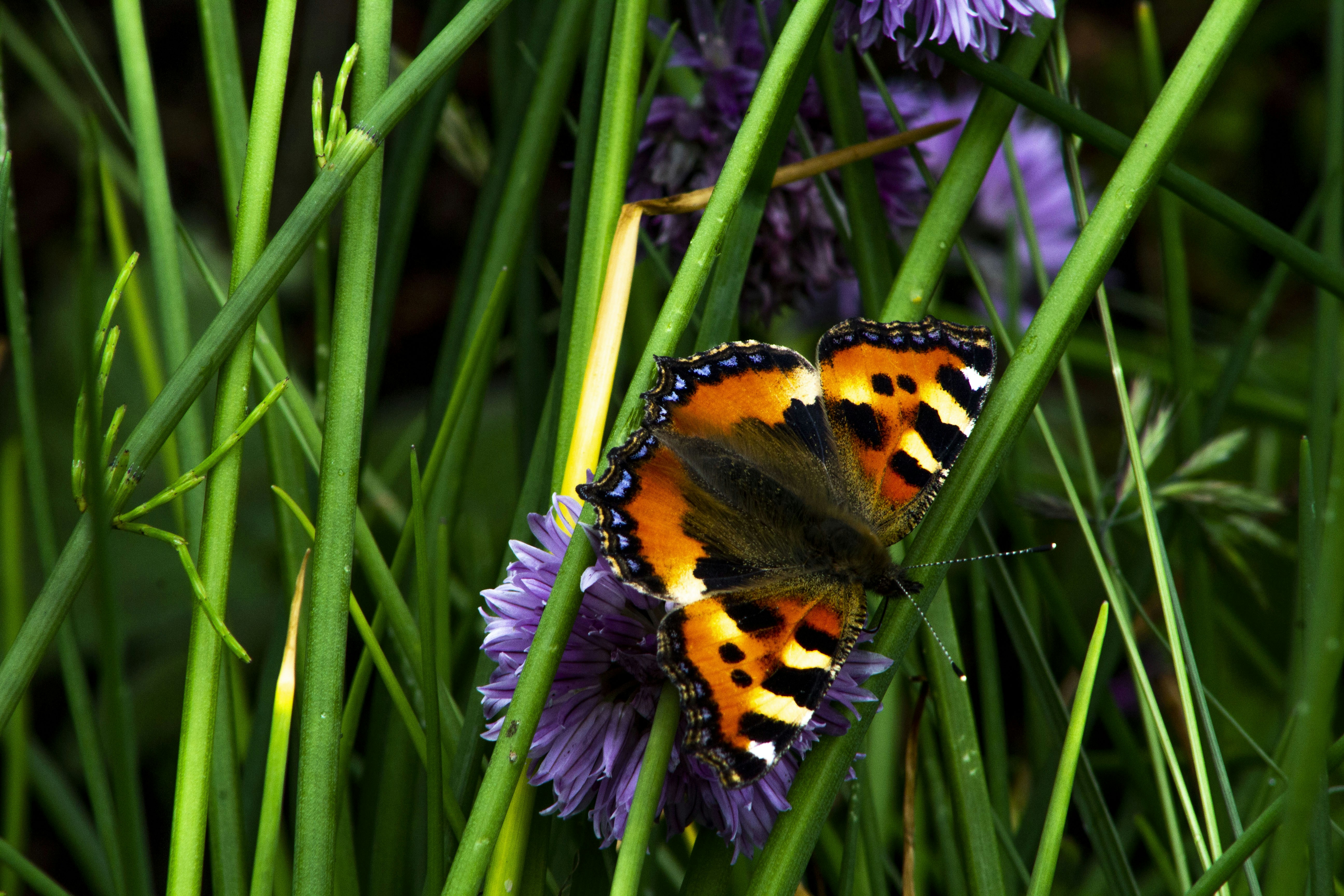 Painted Lady on a Violet Crown: Quiet Drama Among Green Blades