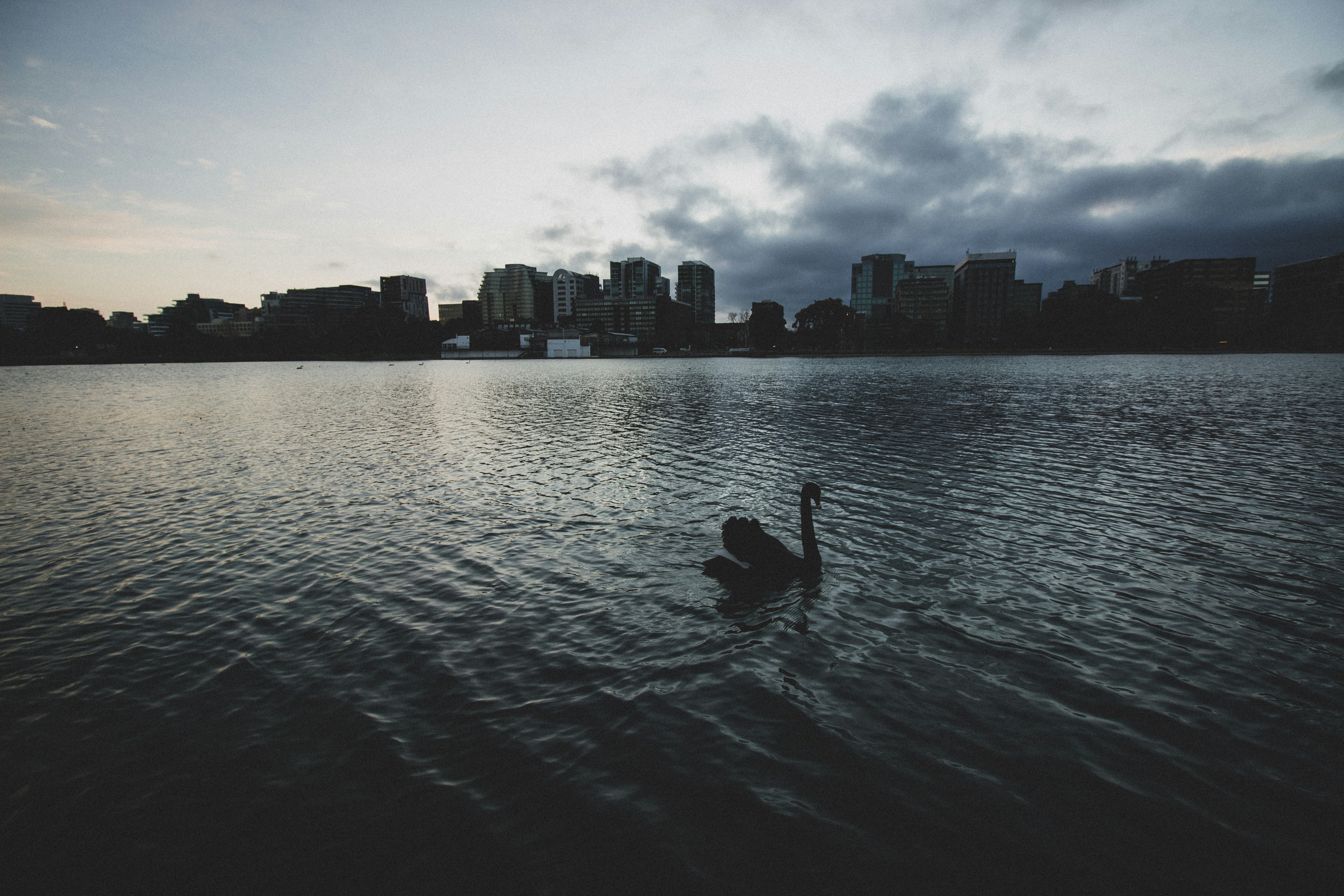 A black swan glides gracefully across a calm lake, with a city skyline silhouetted against a moody twilight sky.