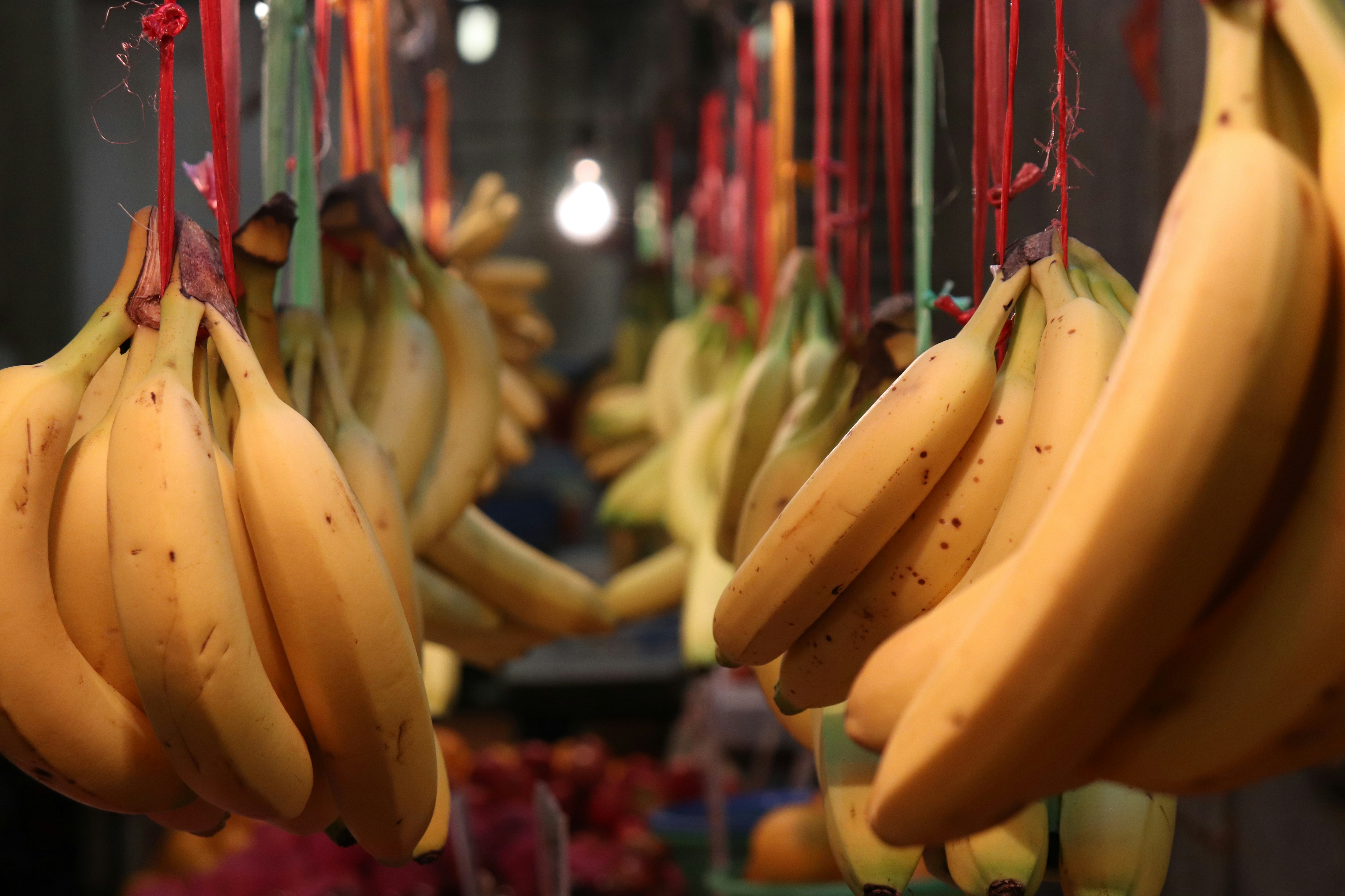 Golden Banana Bundles Suspended in a Quiet Market Glow