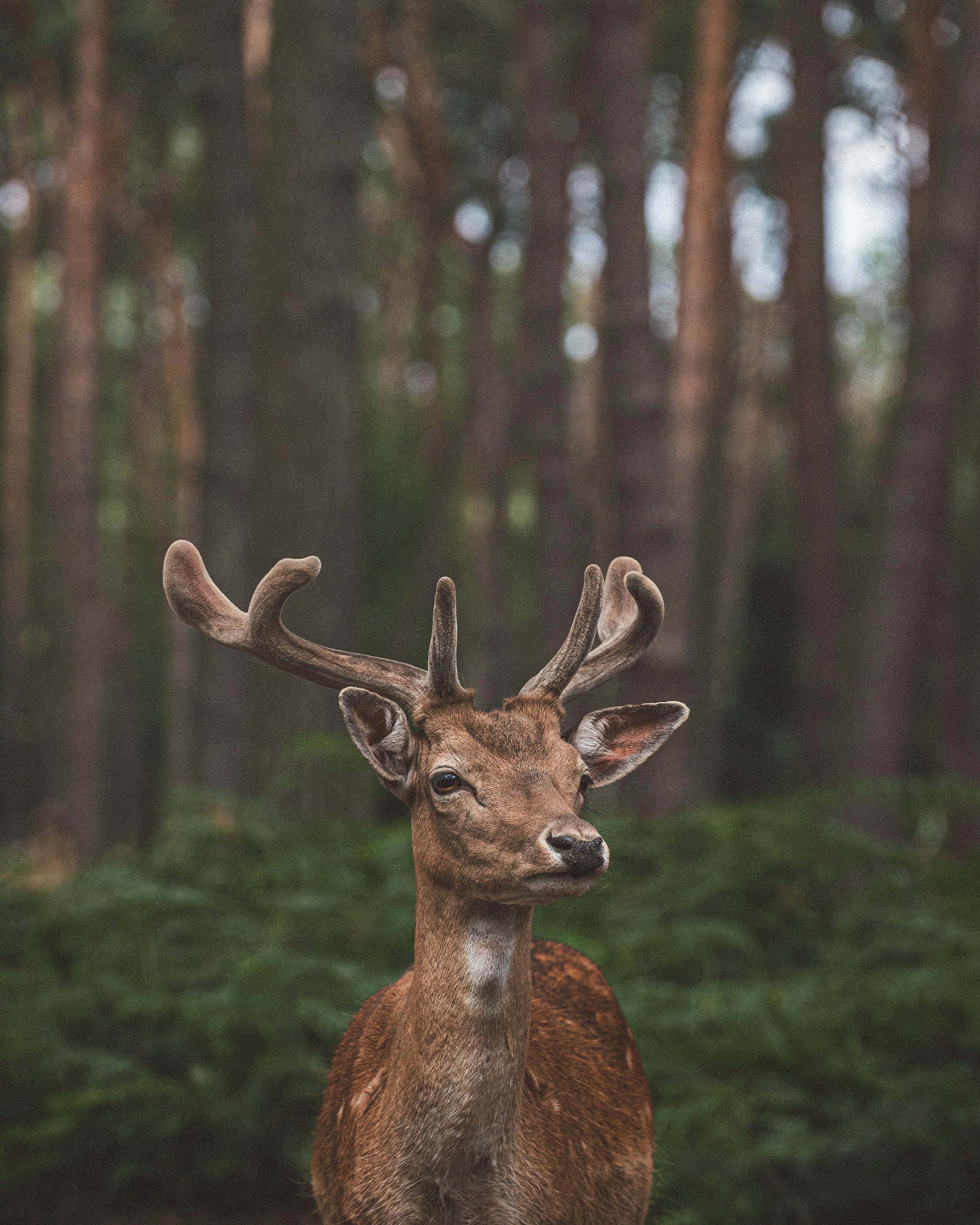 Deer in German Nationalpark Eifel | brown deer on green grass during daytime