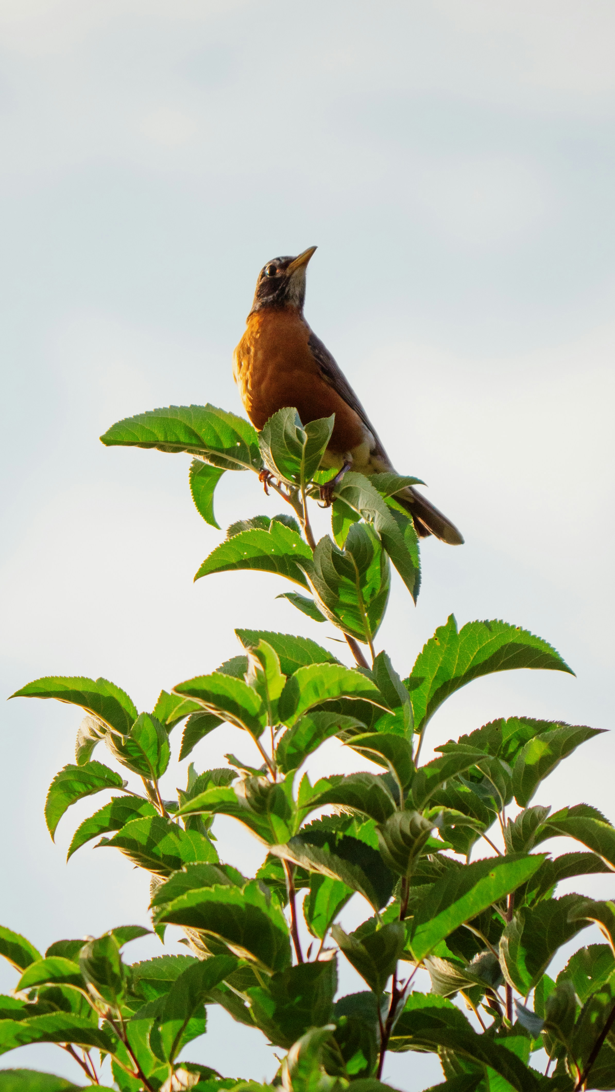 Ember Robin on a Sunlit Branch Against a Pale Sky